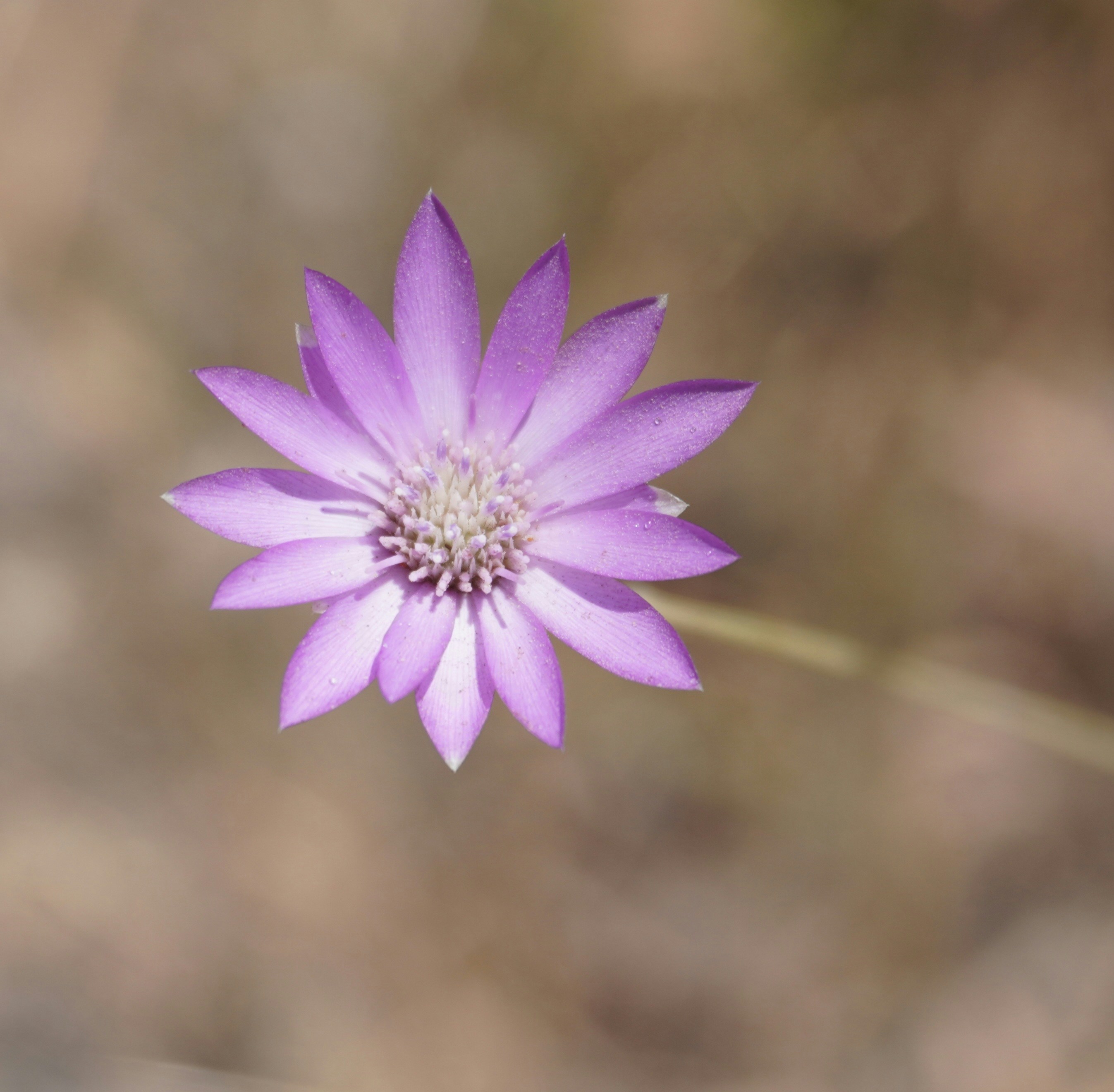 Delicate Bloom: Nature's Purple Star