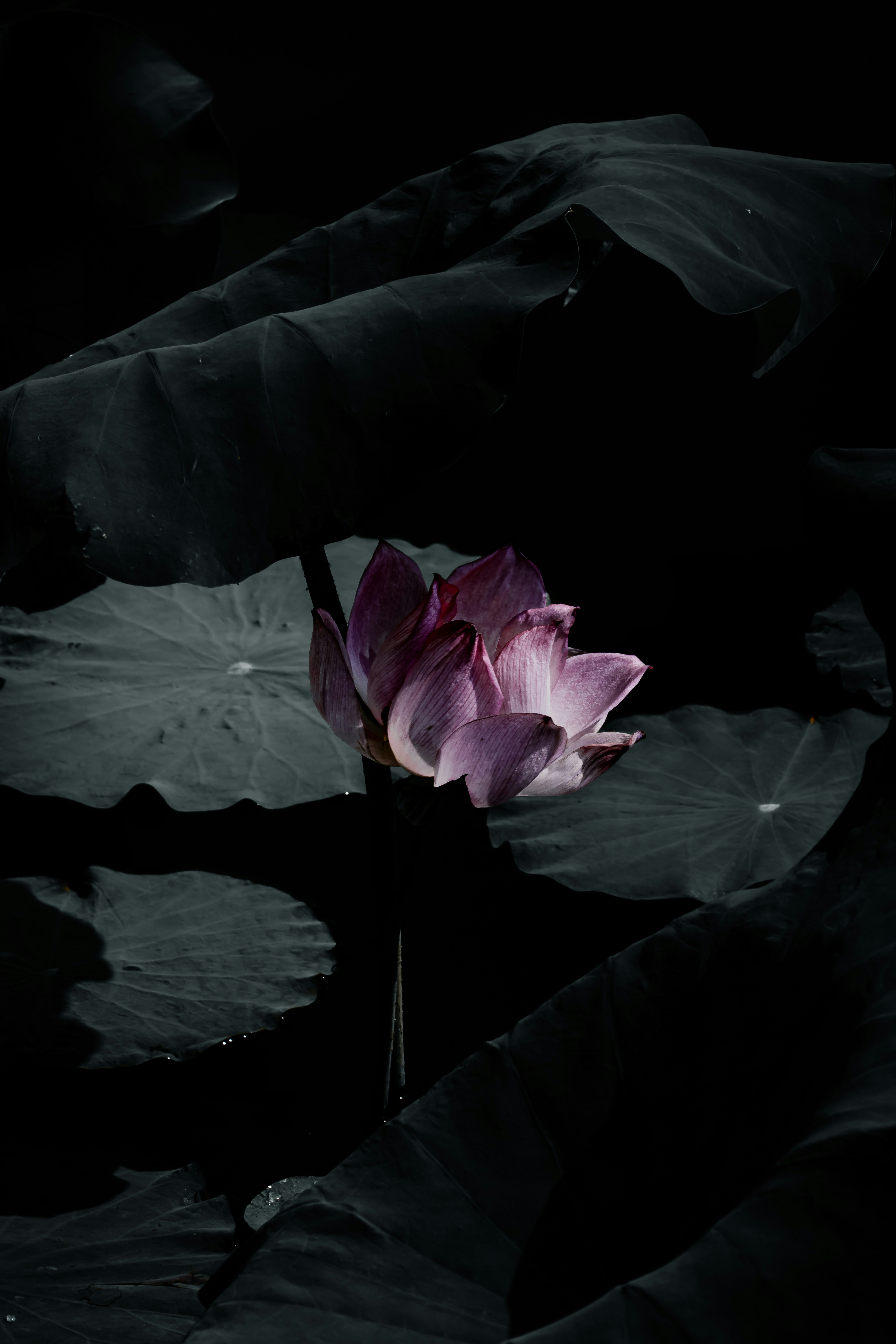 Lotus | A purple lotus flower blooms amidst dark leaves.