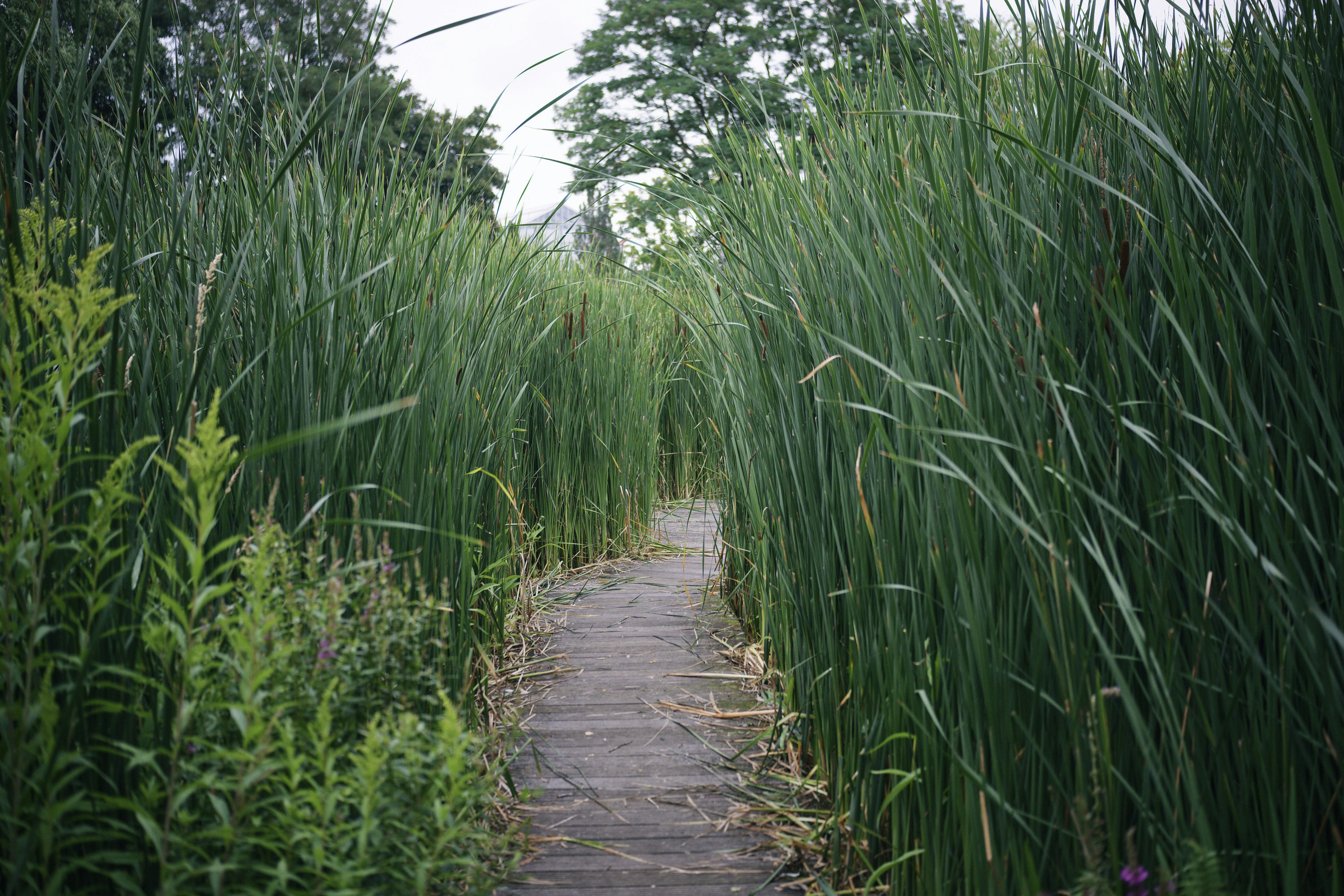 A wooden path winds through tall green reeds.