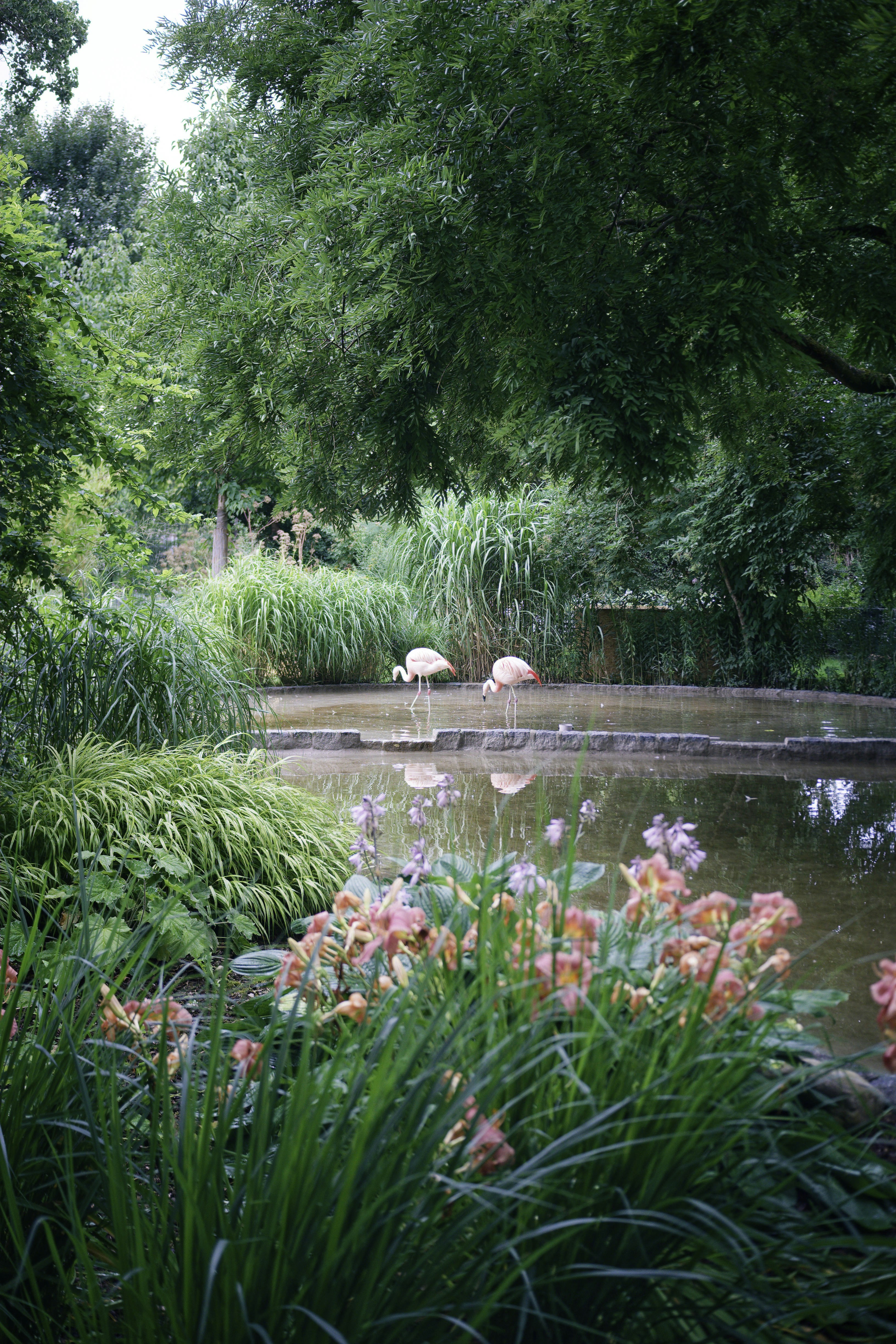 Serenity by the Water: A Flamingo's Retreat