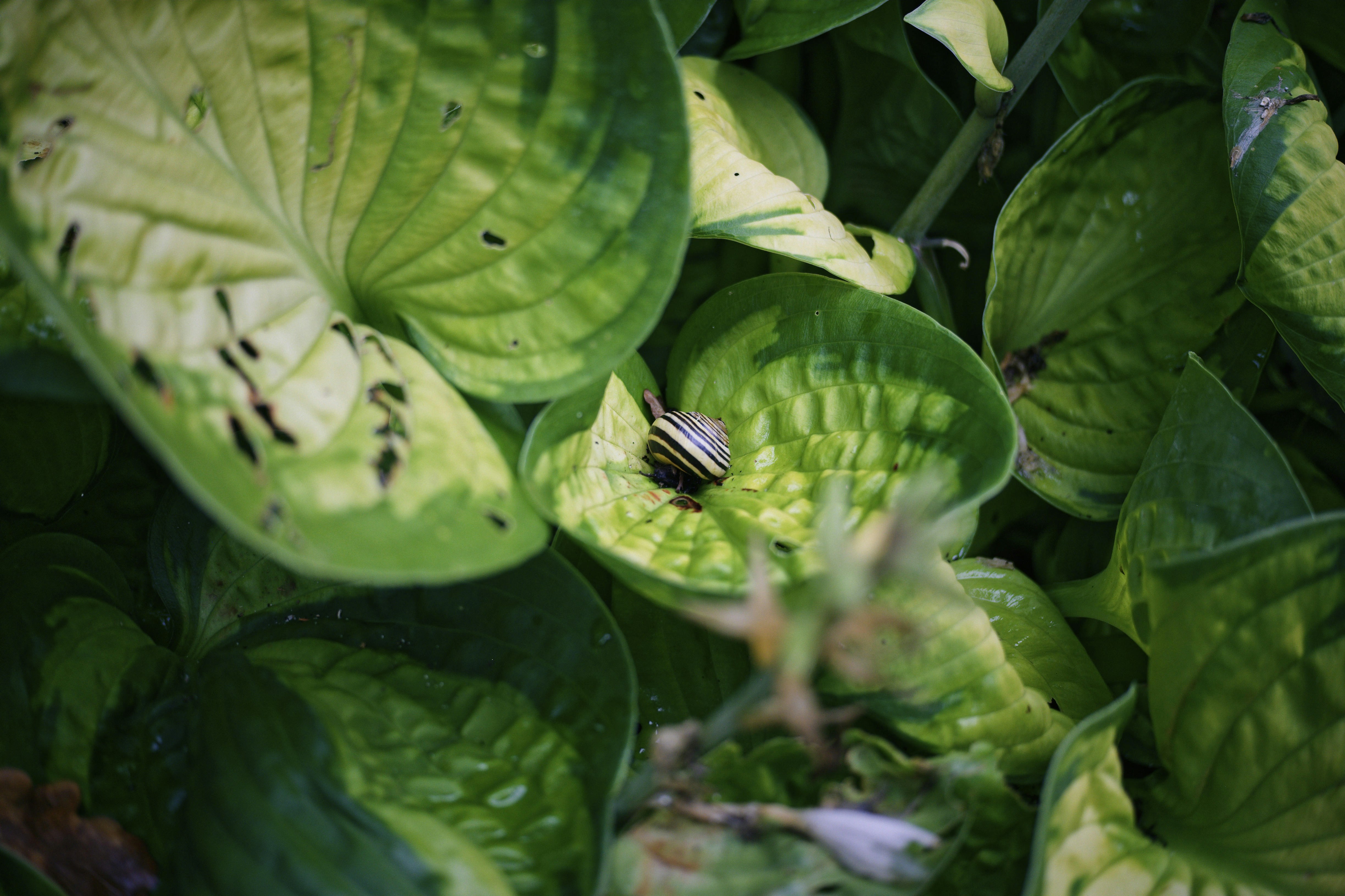 A snail rests on a vibrant green leaf.