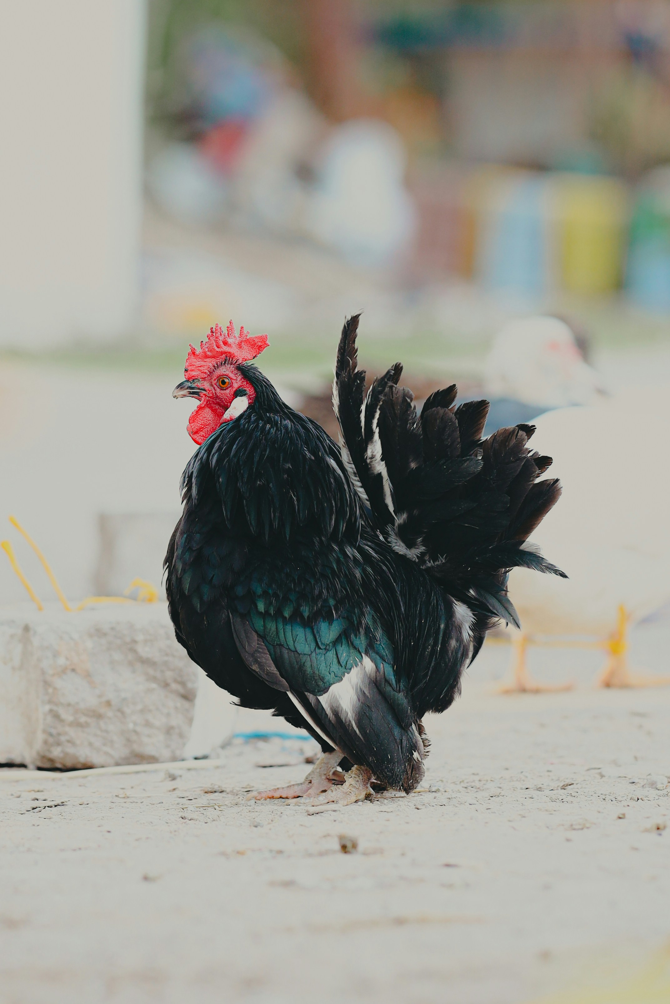 The Regal Rooster: A Study in Feathers and Color