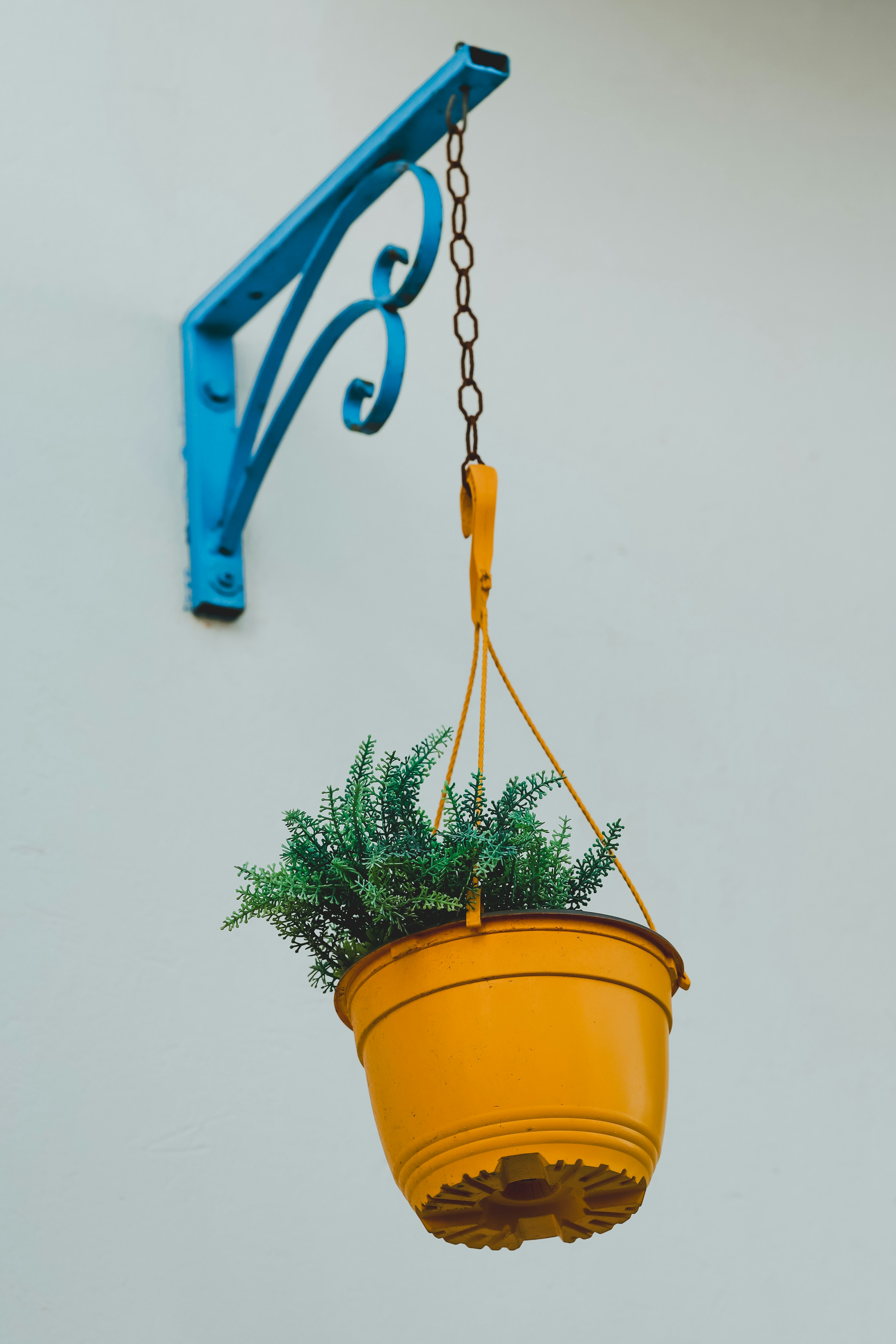 Vibrant Harmony: A Hanging Garden Delight