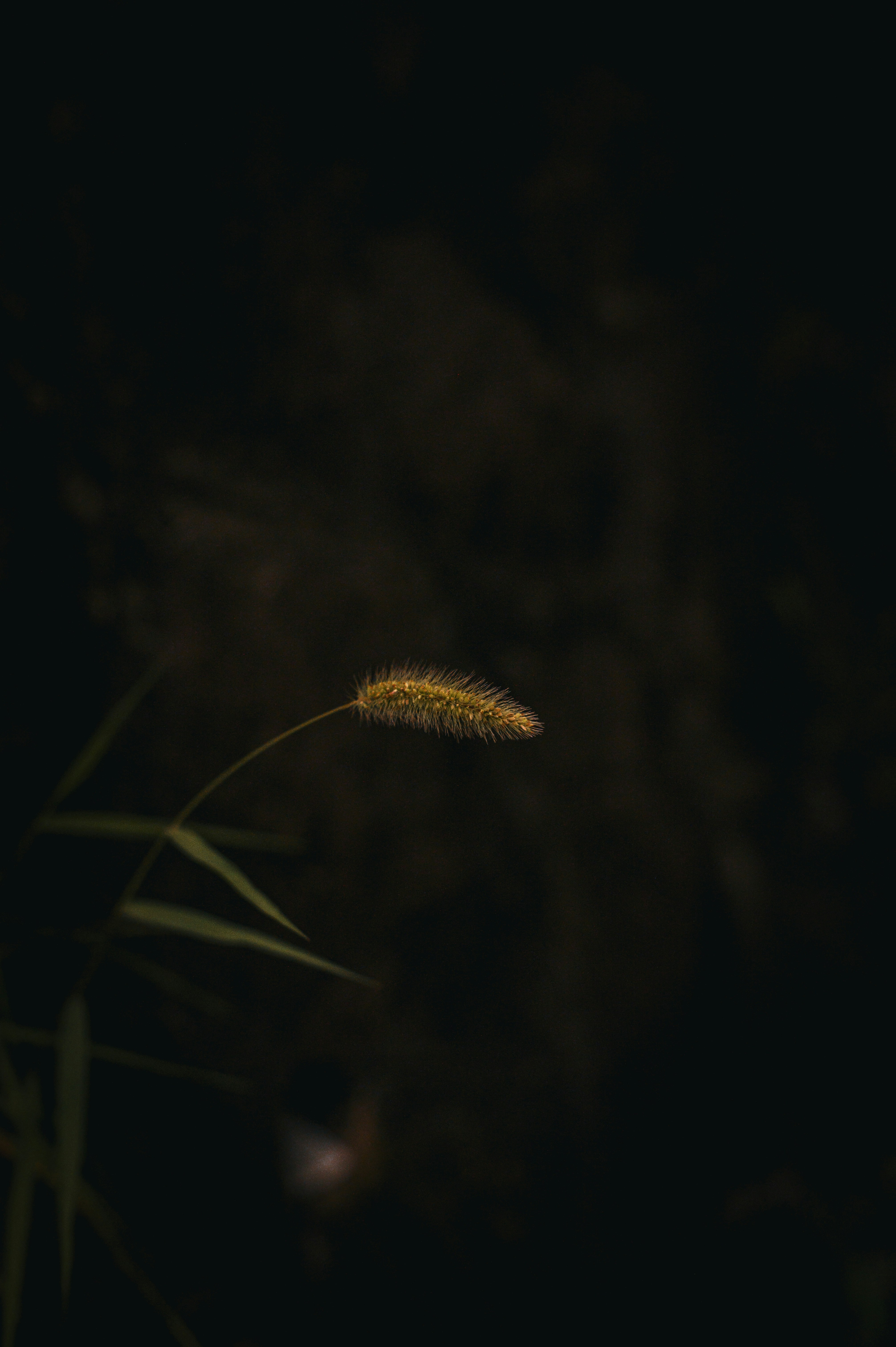 Whispers of the Wild: A Golden Spike