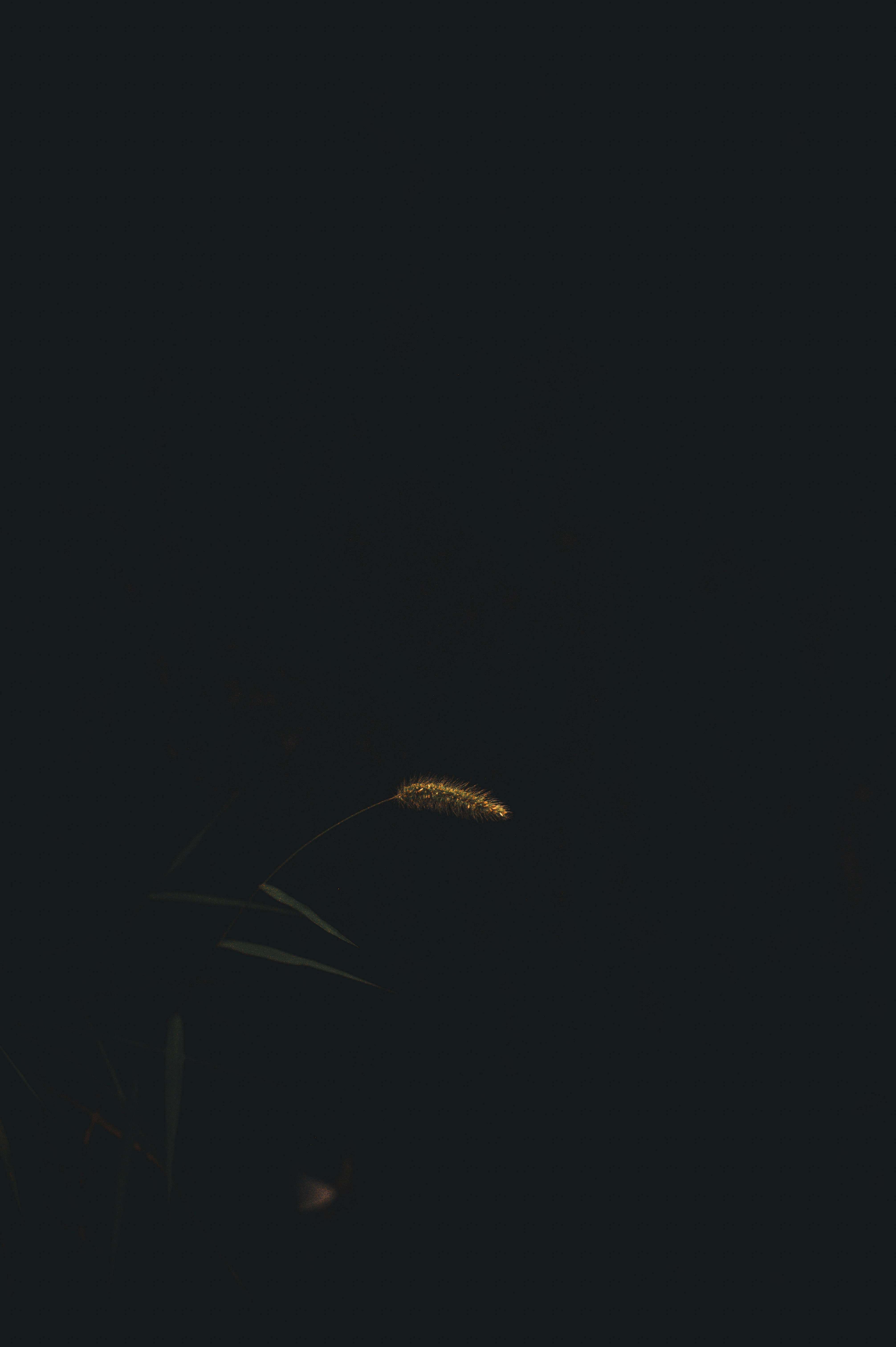 A single wheat stalk is illuminated against black.