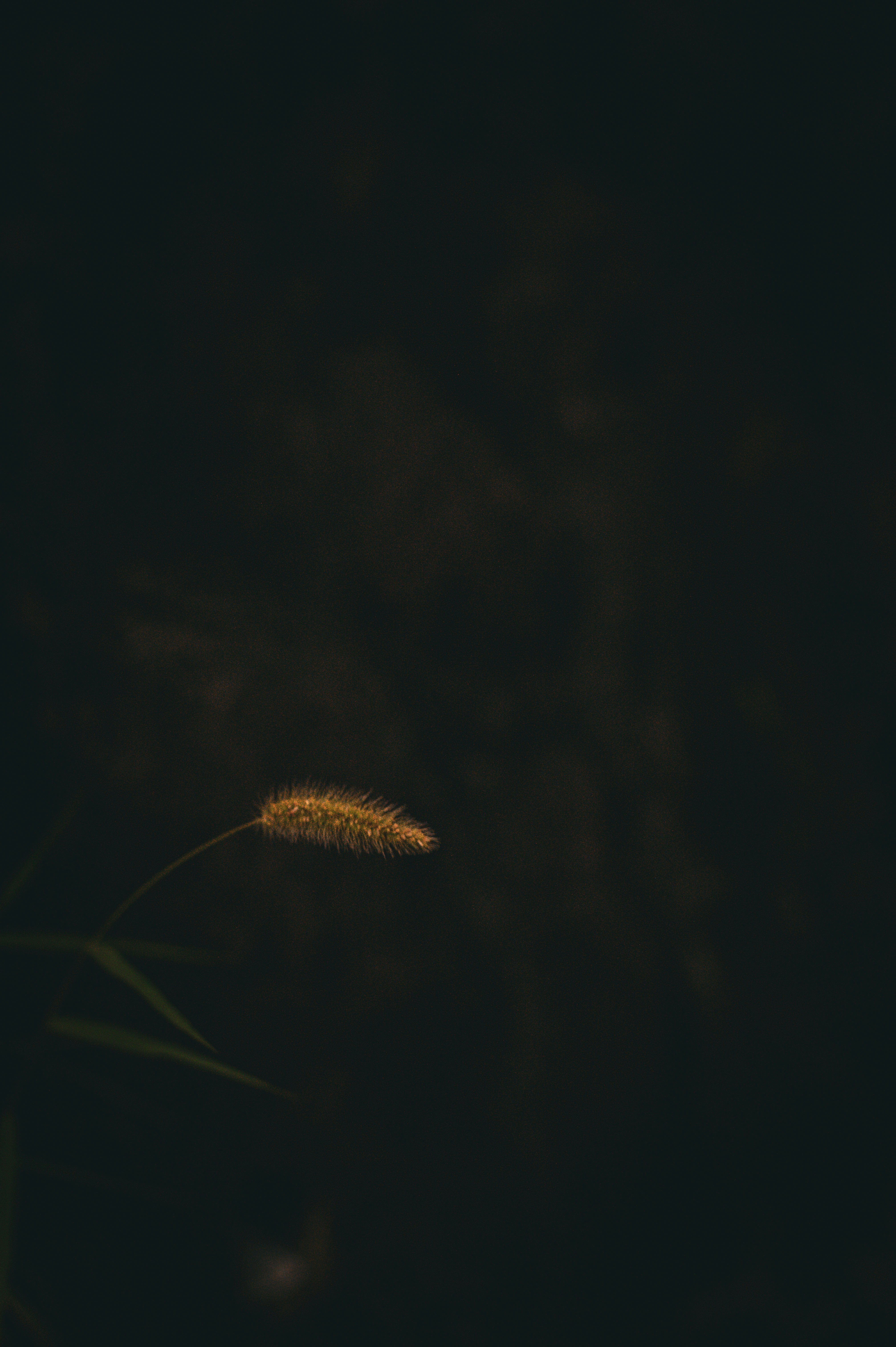 Whispers of Nature's Glow