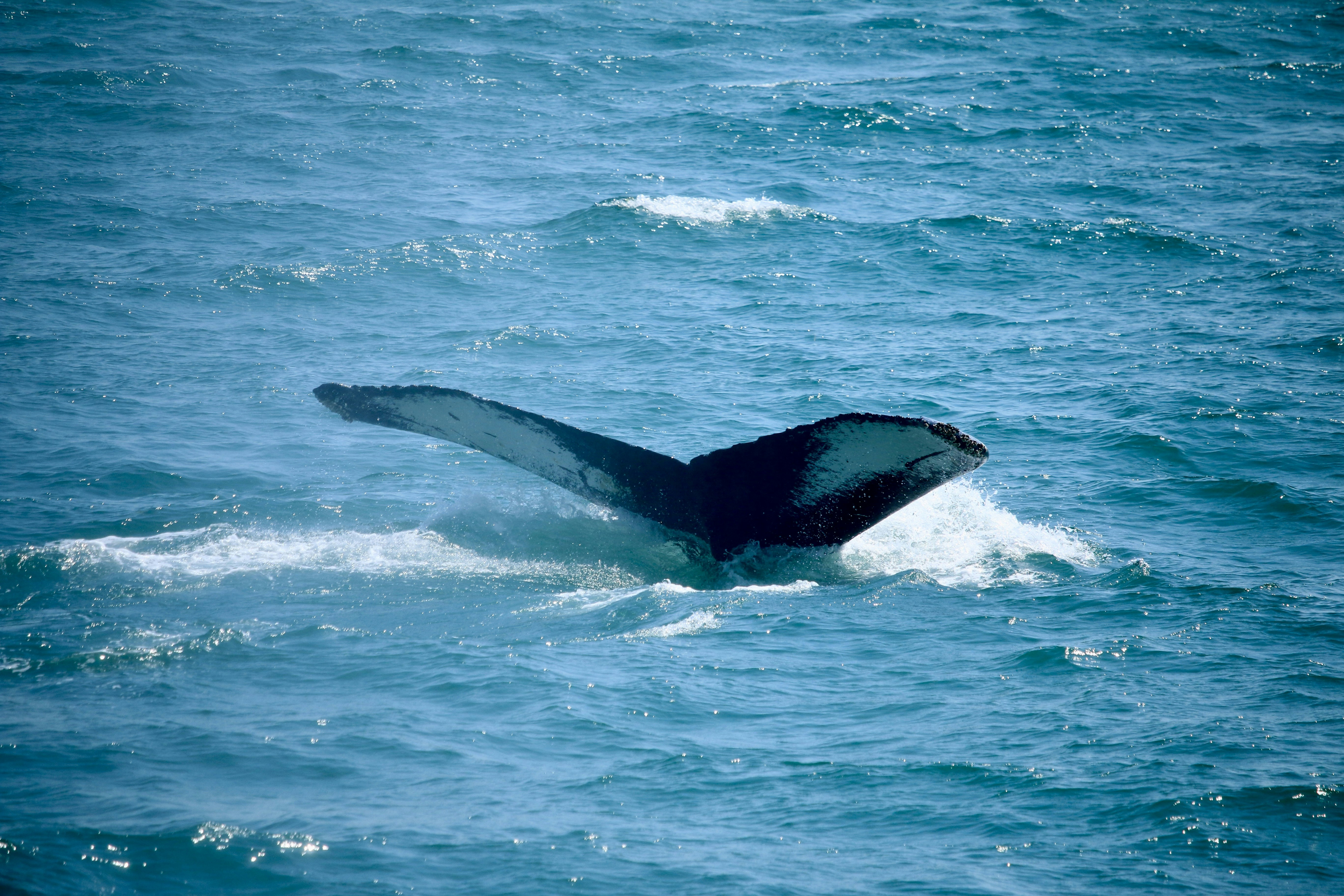 A Humpback Whale off of Provincetown, Massachusetts. | A whale's tail is visible in the ocean.
