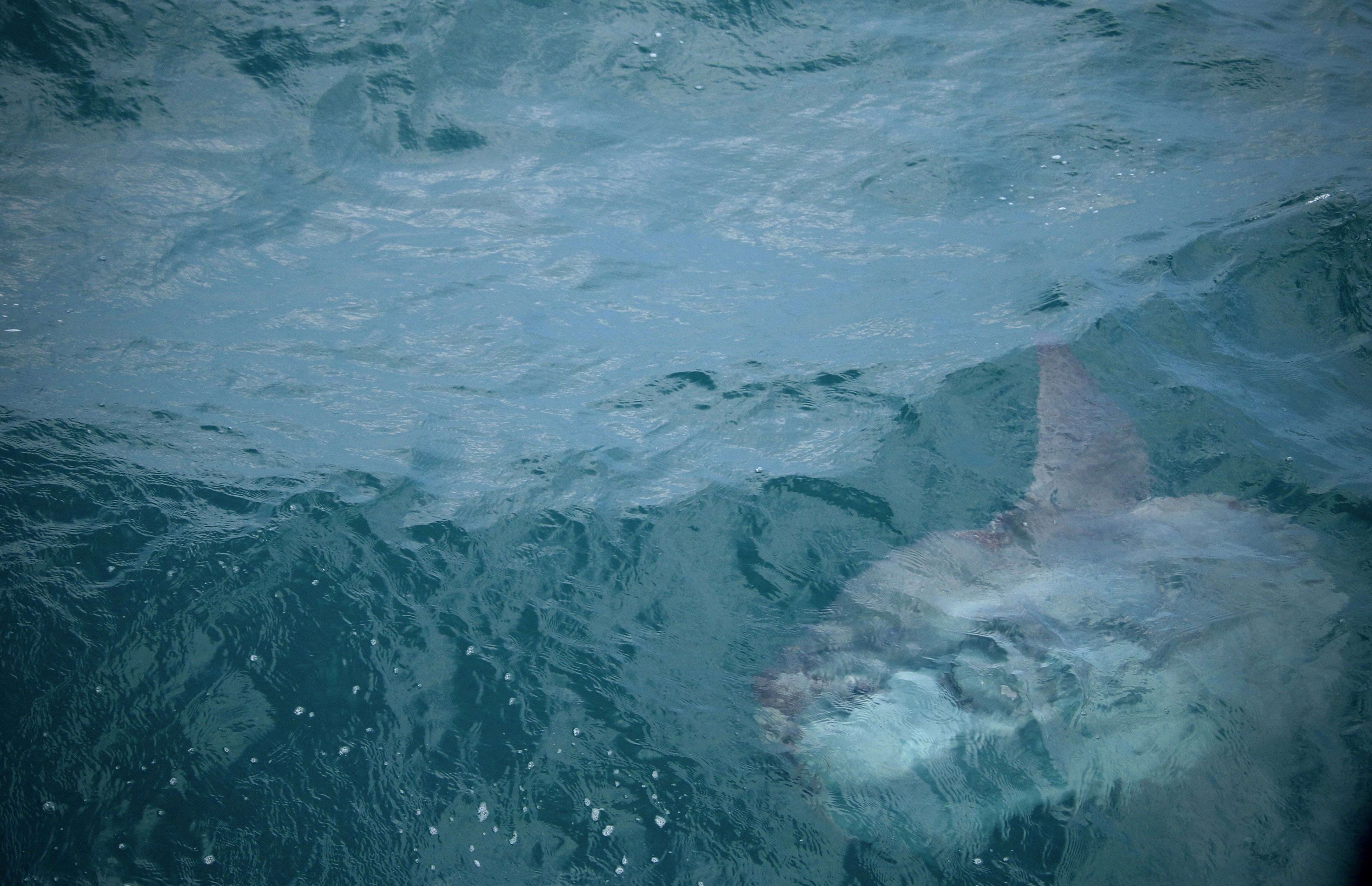 An Ocean Sunfish off of Provincetown, Massachusetts. | A sunfish swims just below the water's surface.