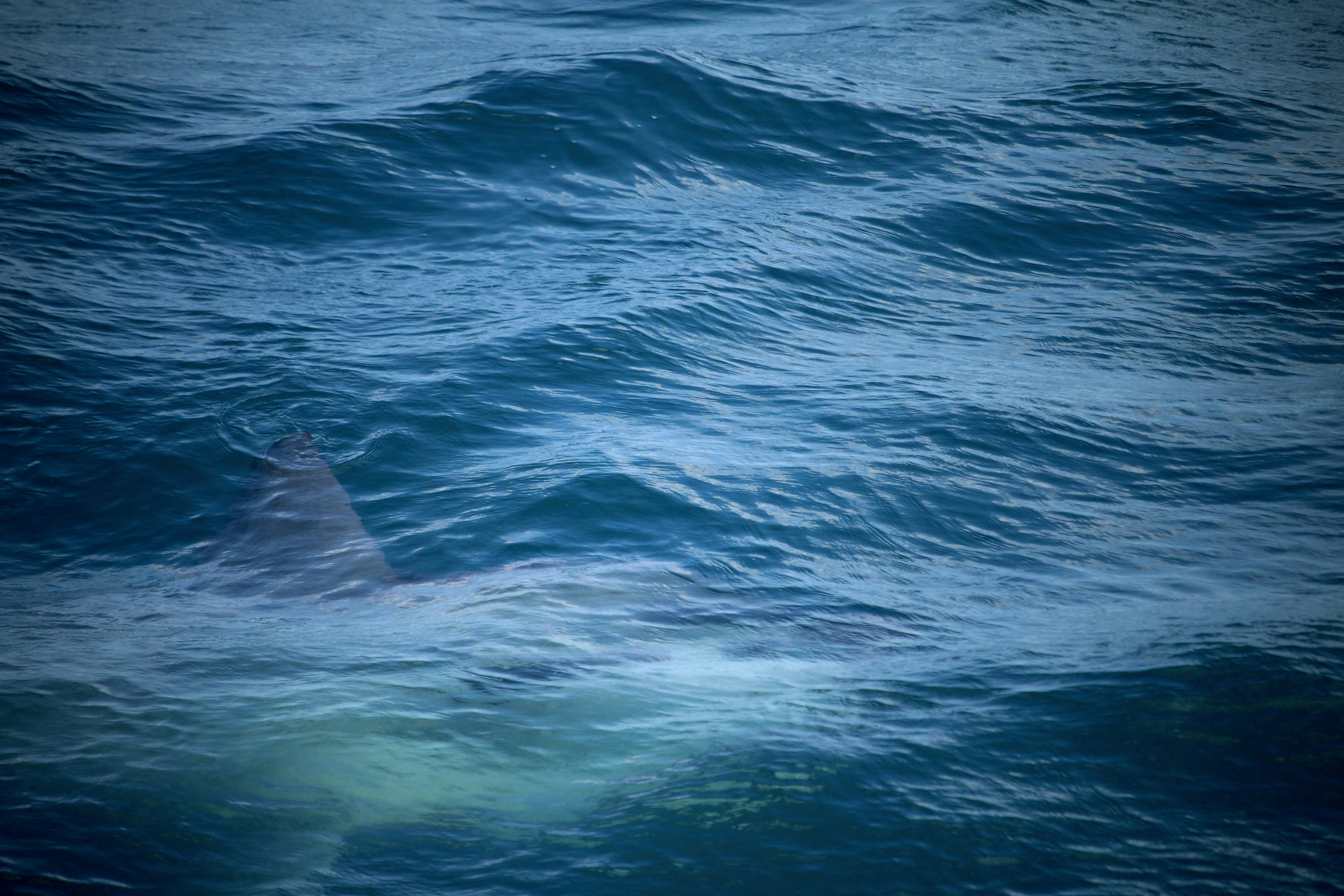 An Ocean Sunfish off of Provincetown, Massachusetts. | A shark is swimming in the blue ocean.