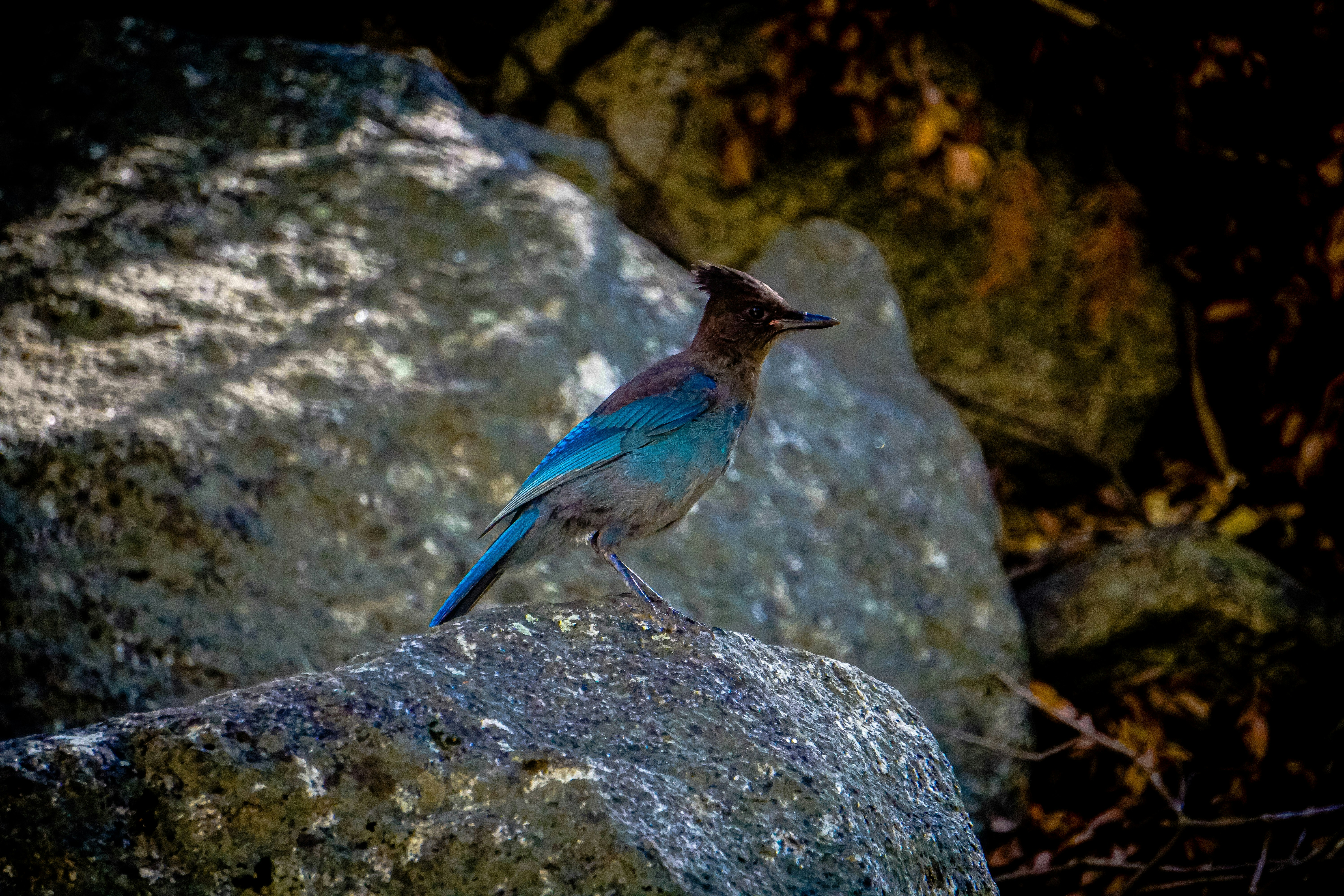 A Glimpse of the Azure Avian
