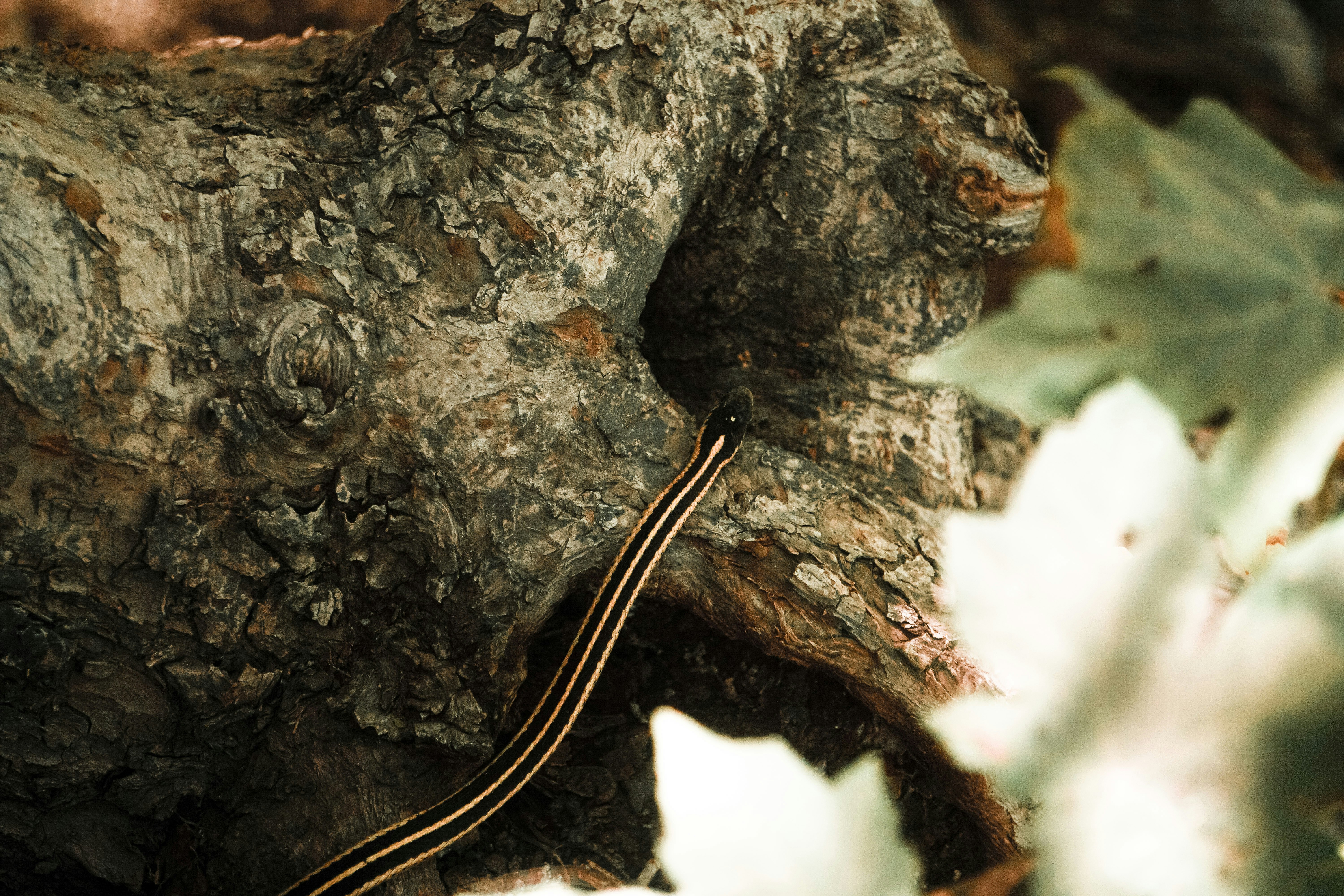 Nature's Subtle Intruder