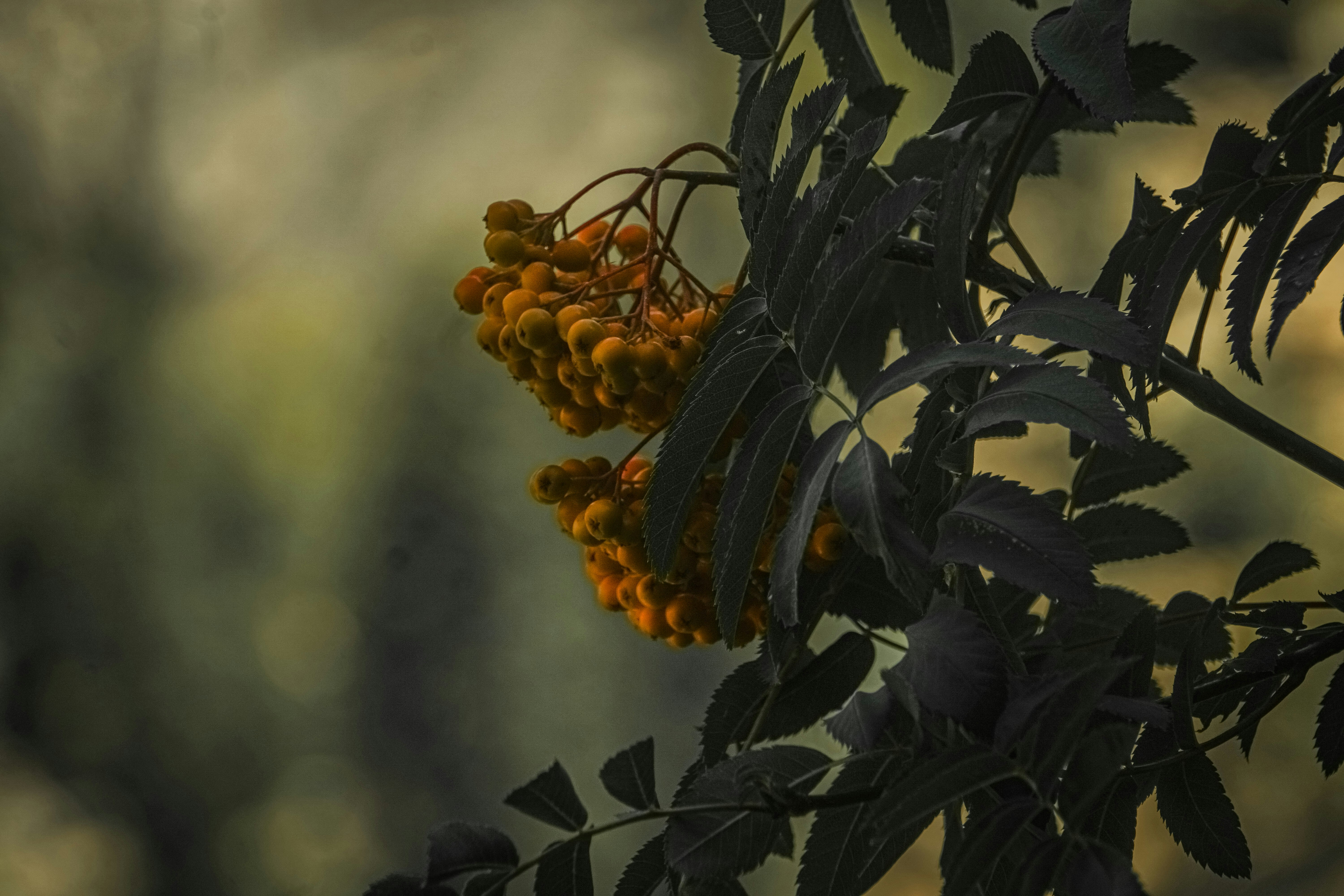 Golden Clusters Amidst a Verdant Backdrop
