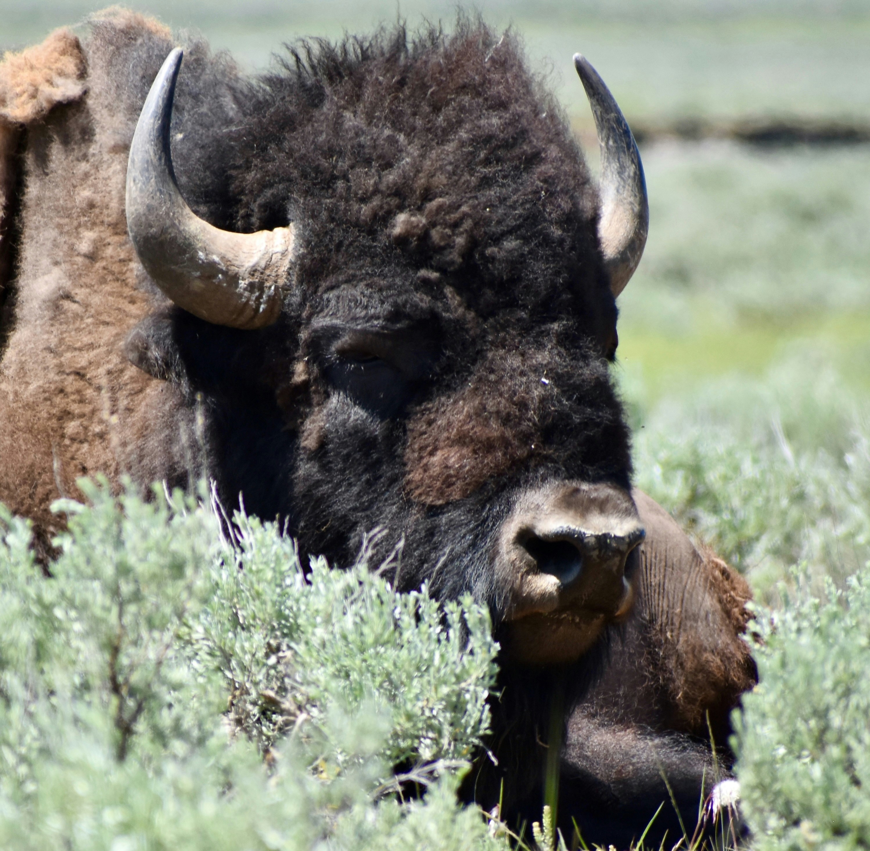 Whispers of the Prairie: A Bison's Rest