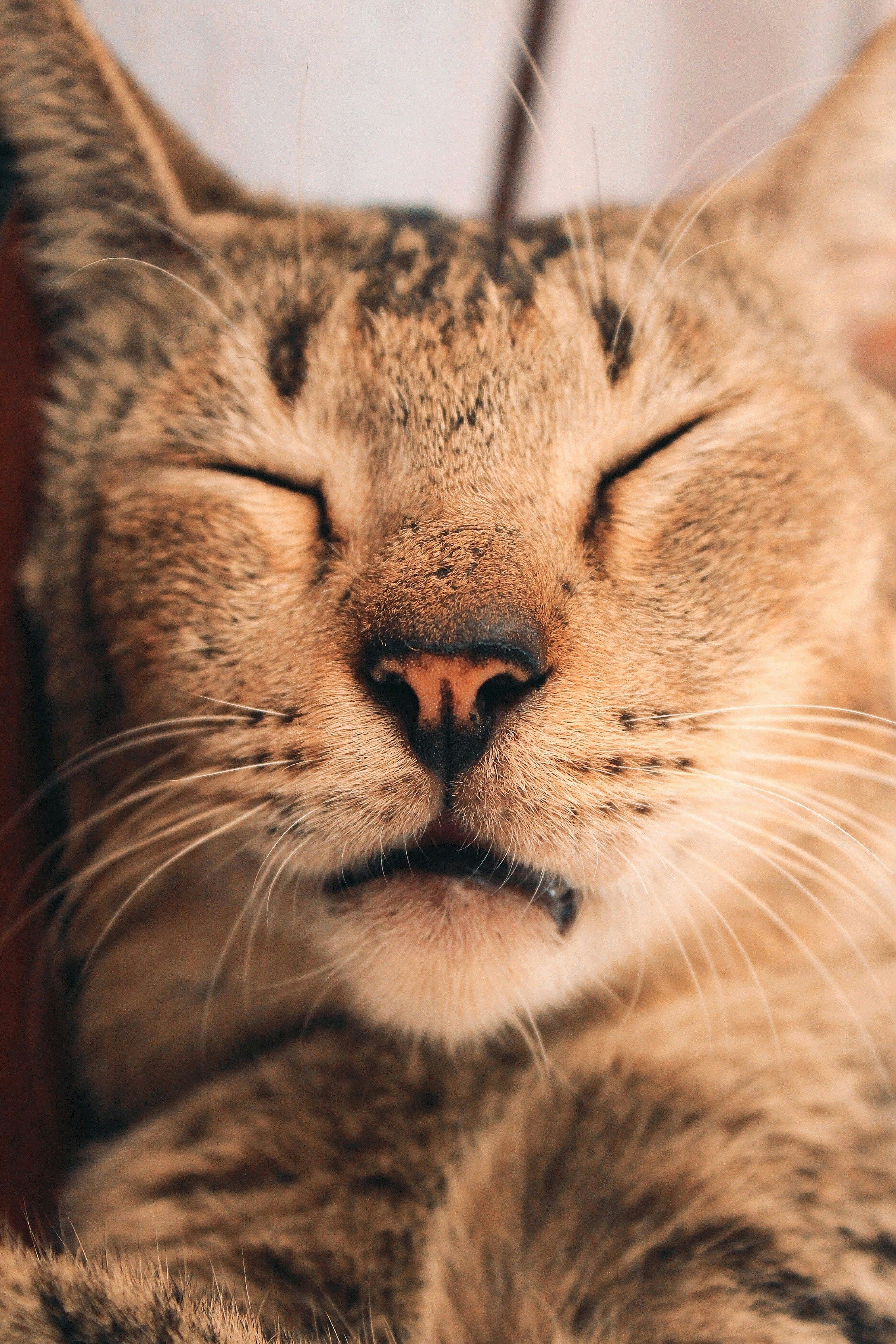 The face of a sleeping cat | A sleeping cat is enjoying a peaceful nap.