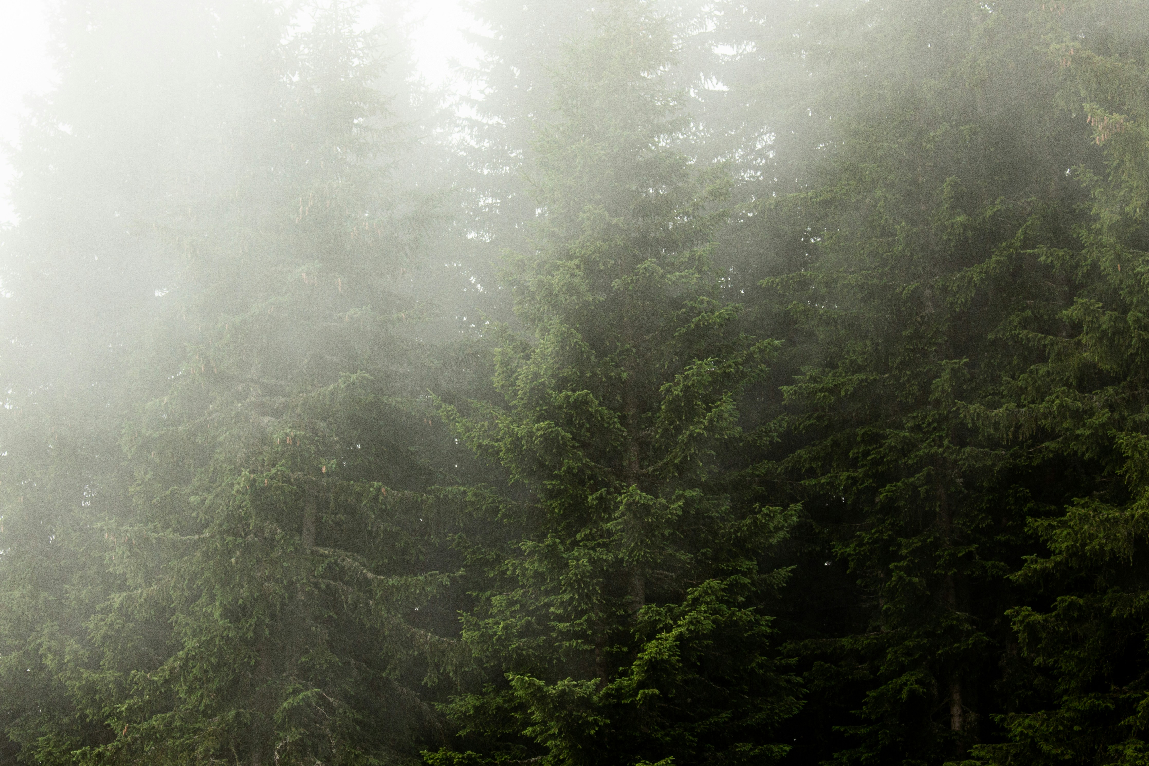 Foggy forest fills the image with natural beauty.