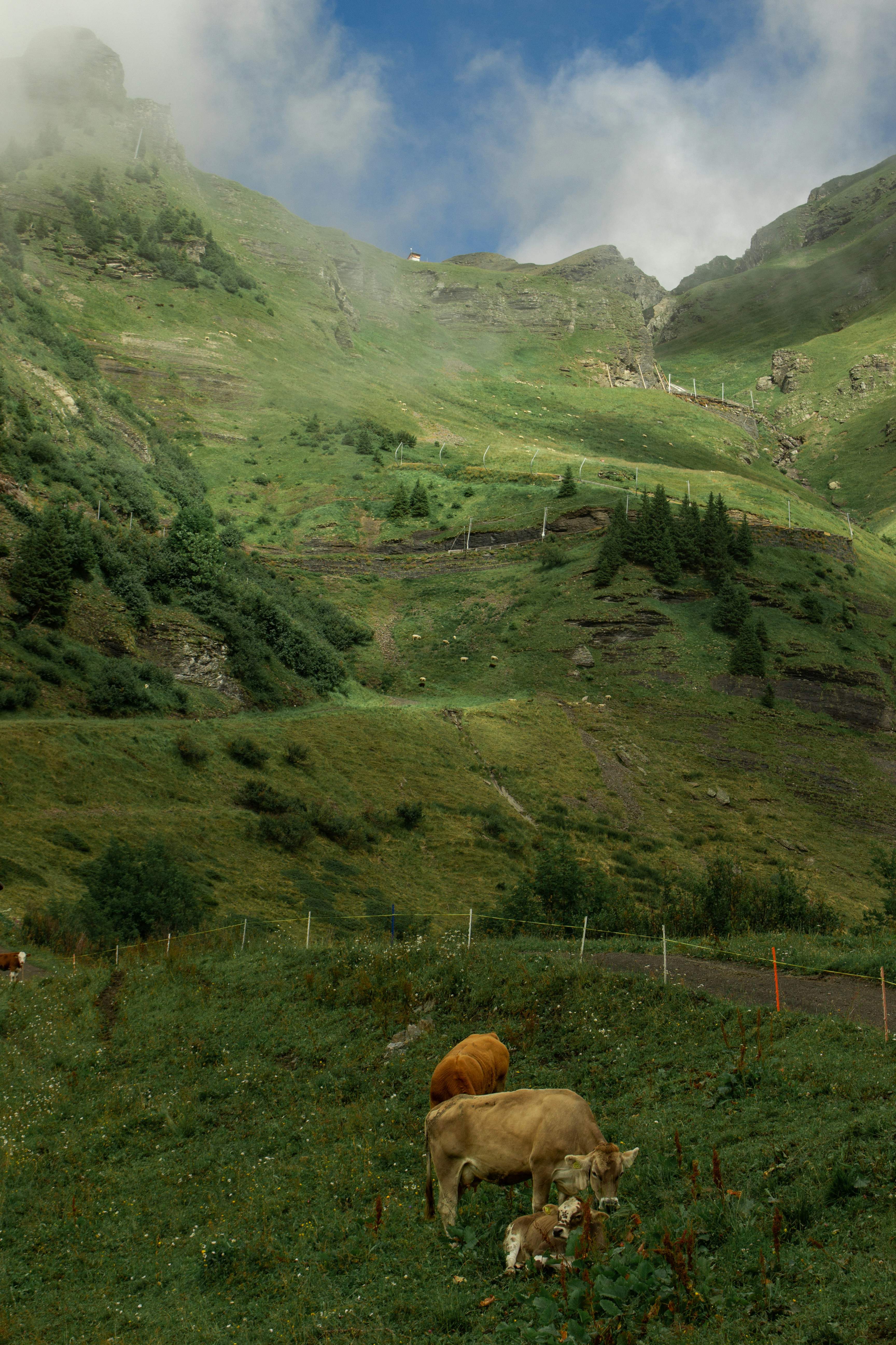 Cows grazing on lush green slopes under a partly cloudy sky, with majestic mountains in the background. The scene captures the tranquility of rural life amidst stunning natural beauty.