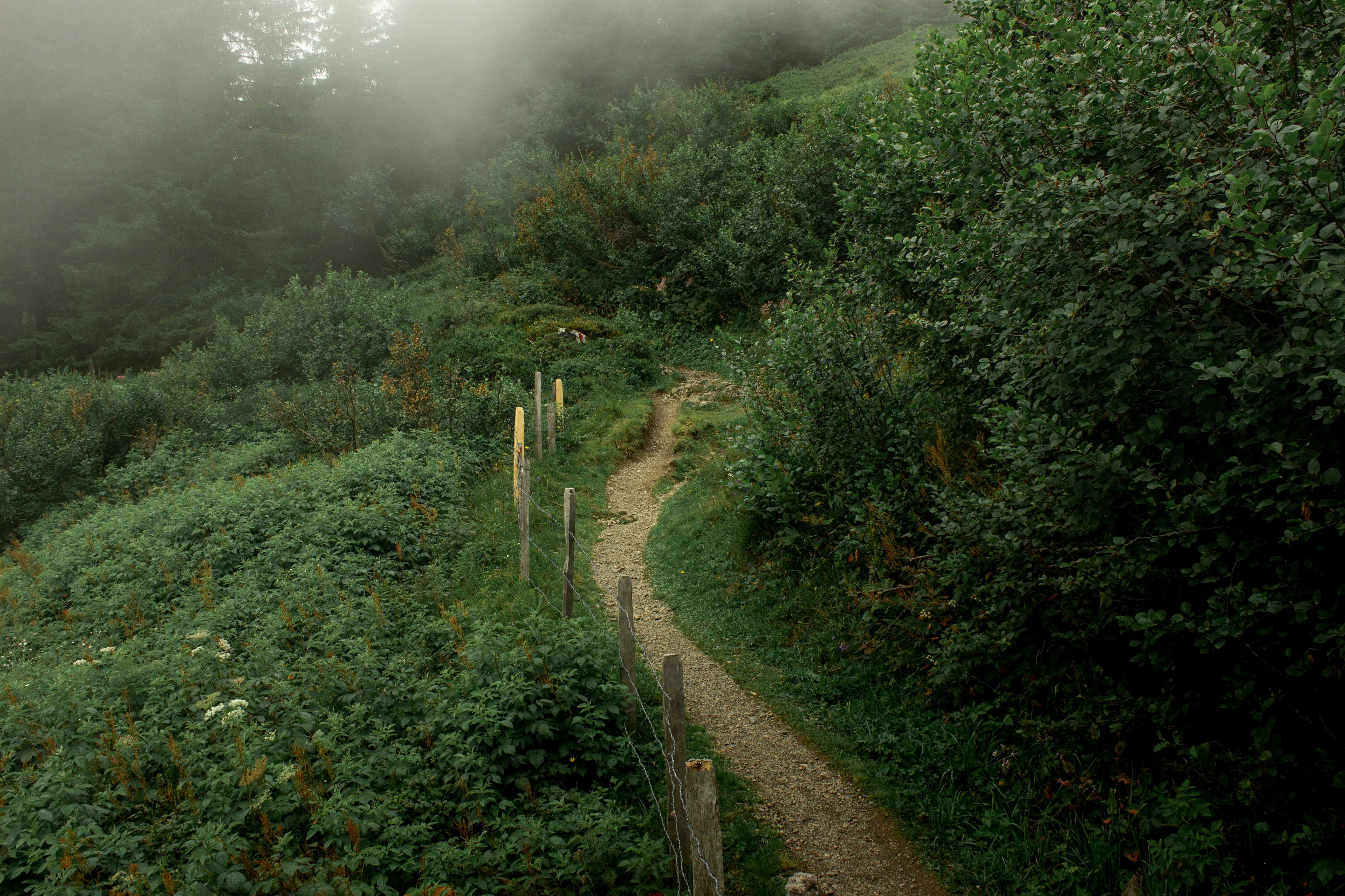 Whispers of the Woodland Path