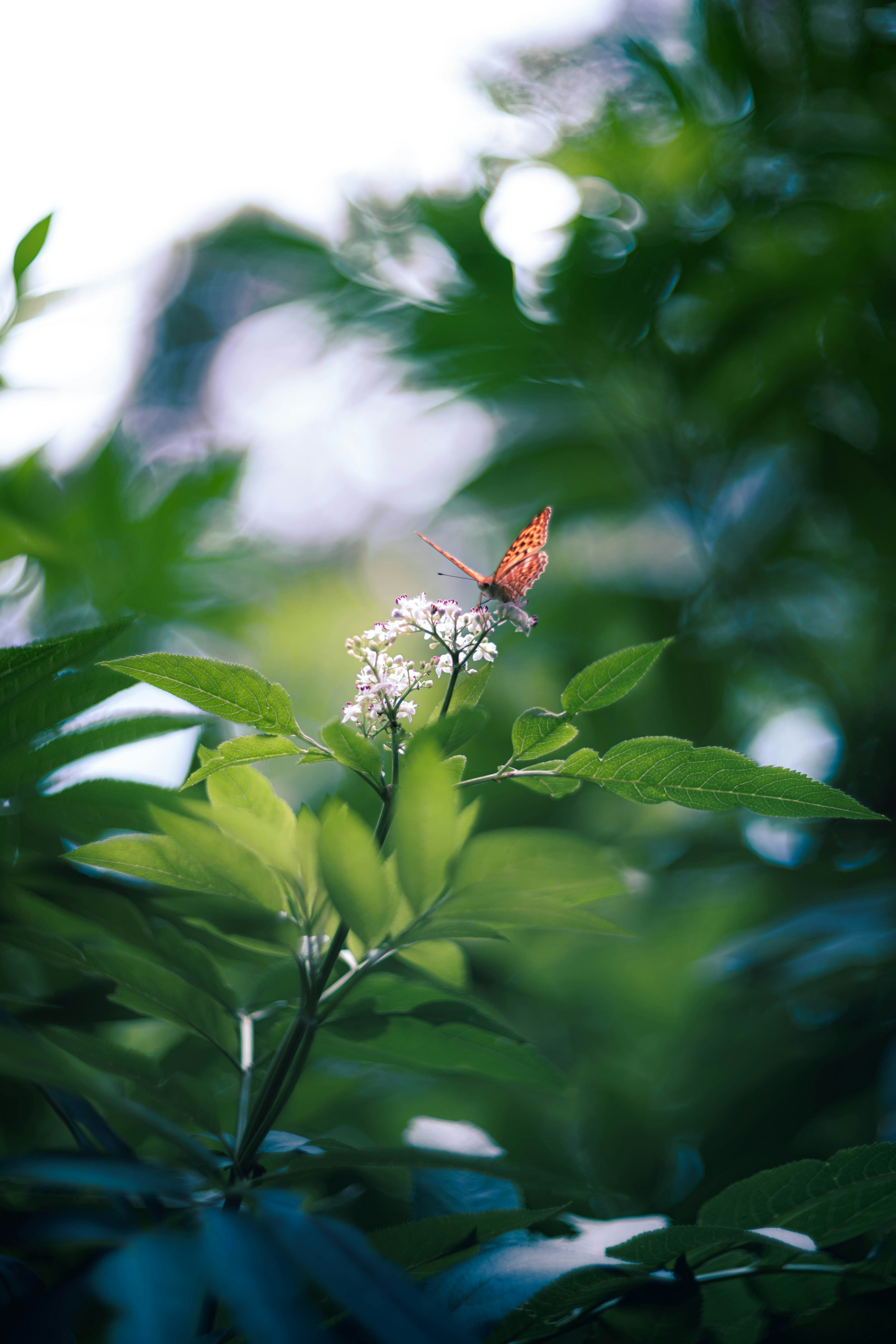 A butterfly rests on a flowering plant.