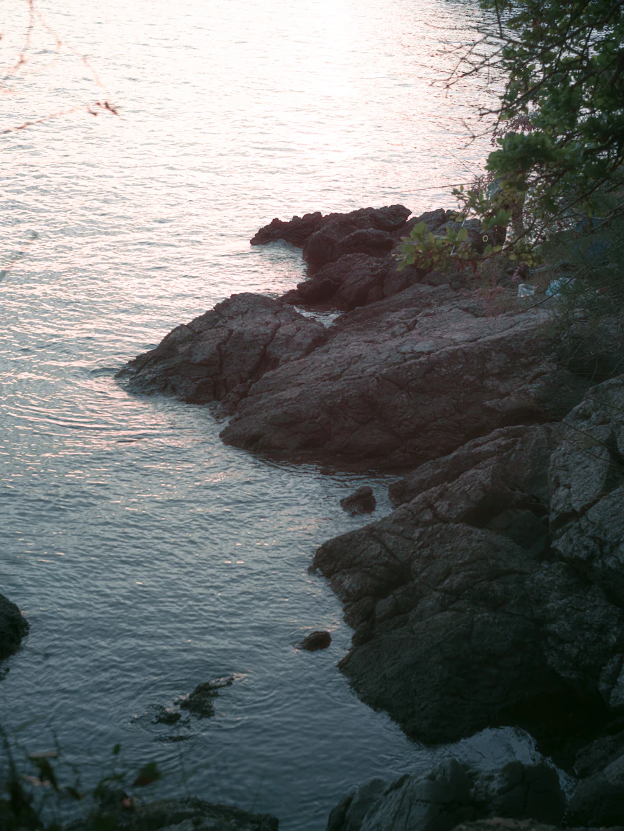 Dark coastal rocks jut into calm water under soft evening light, with tree branches framing the upper right. The scene has a quiet, moody shoreline feel.