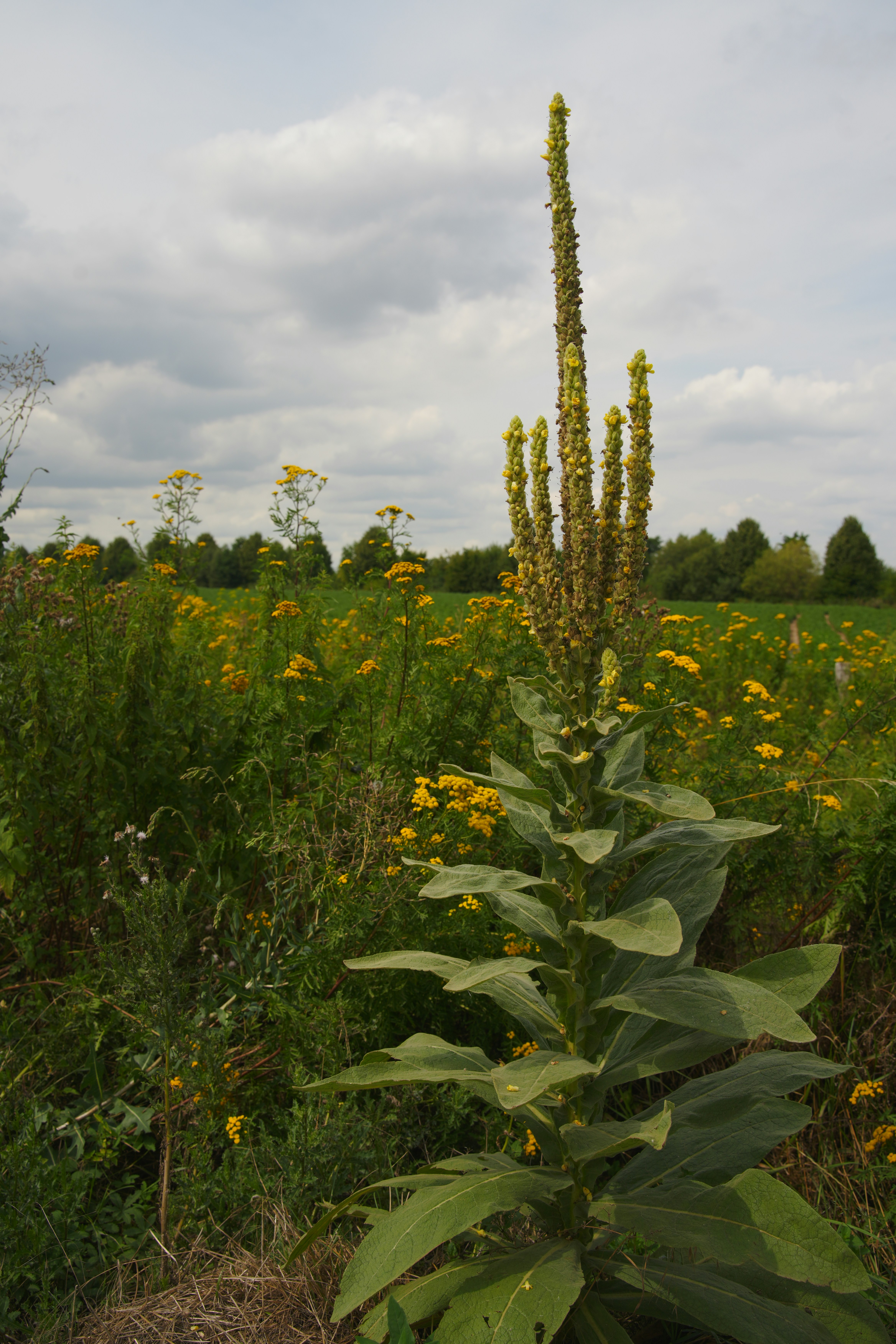 Nature's Vertical Symphony