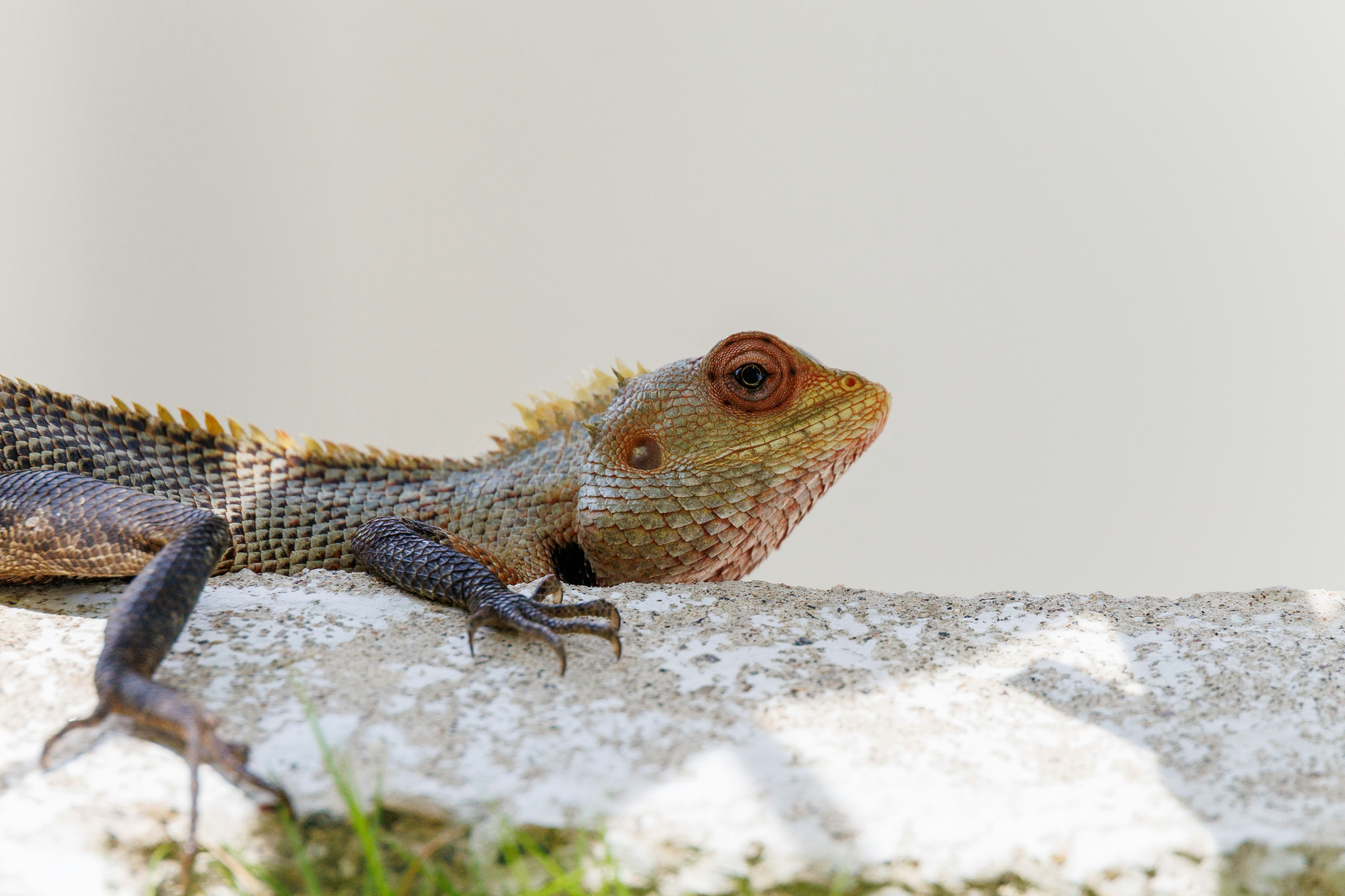 A lizard poses on a gray surface.