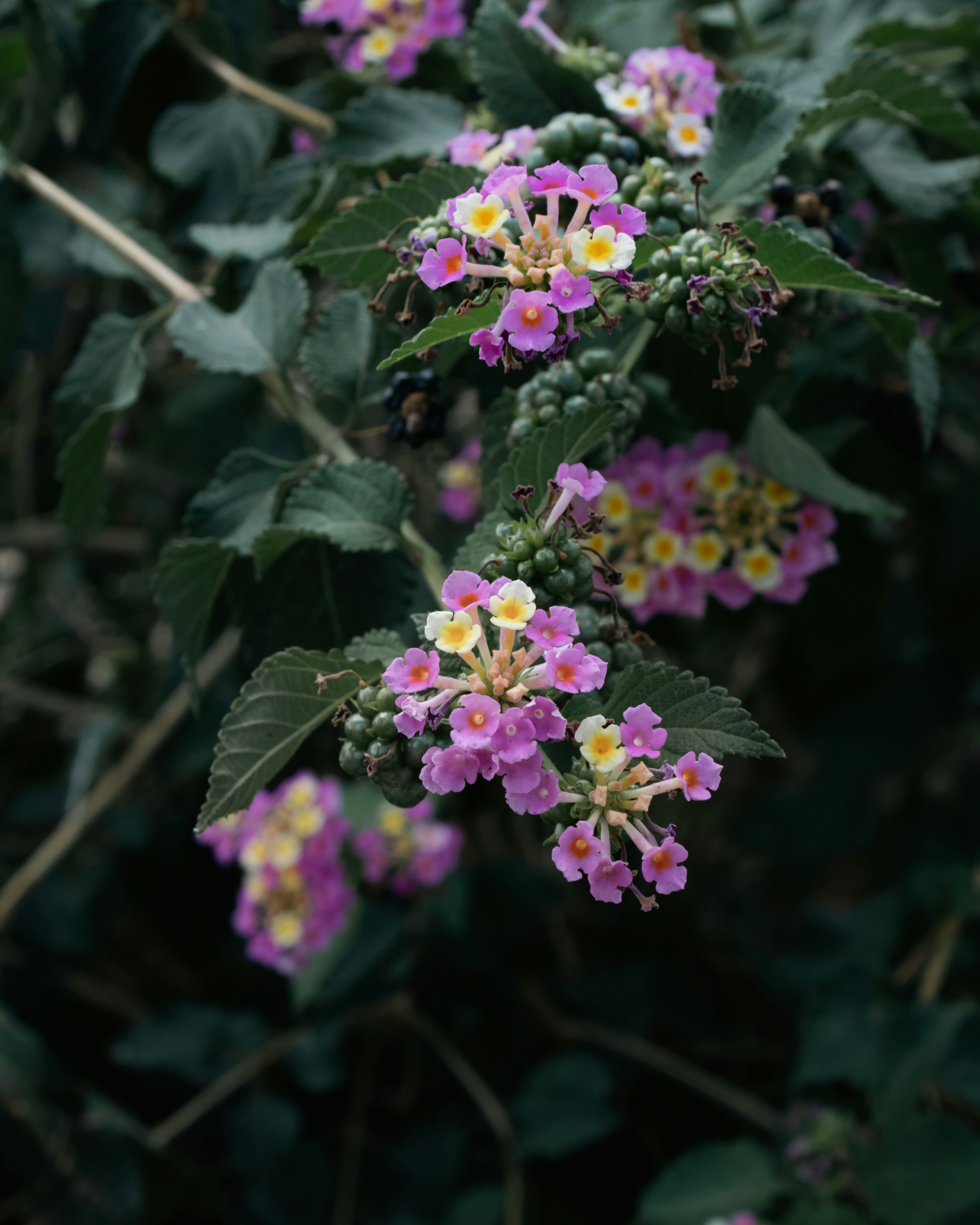 Whispers of Color in Nature's Palette