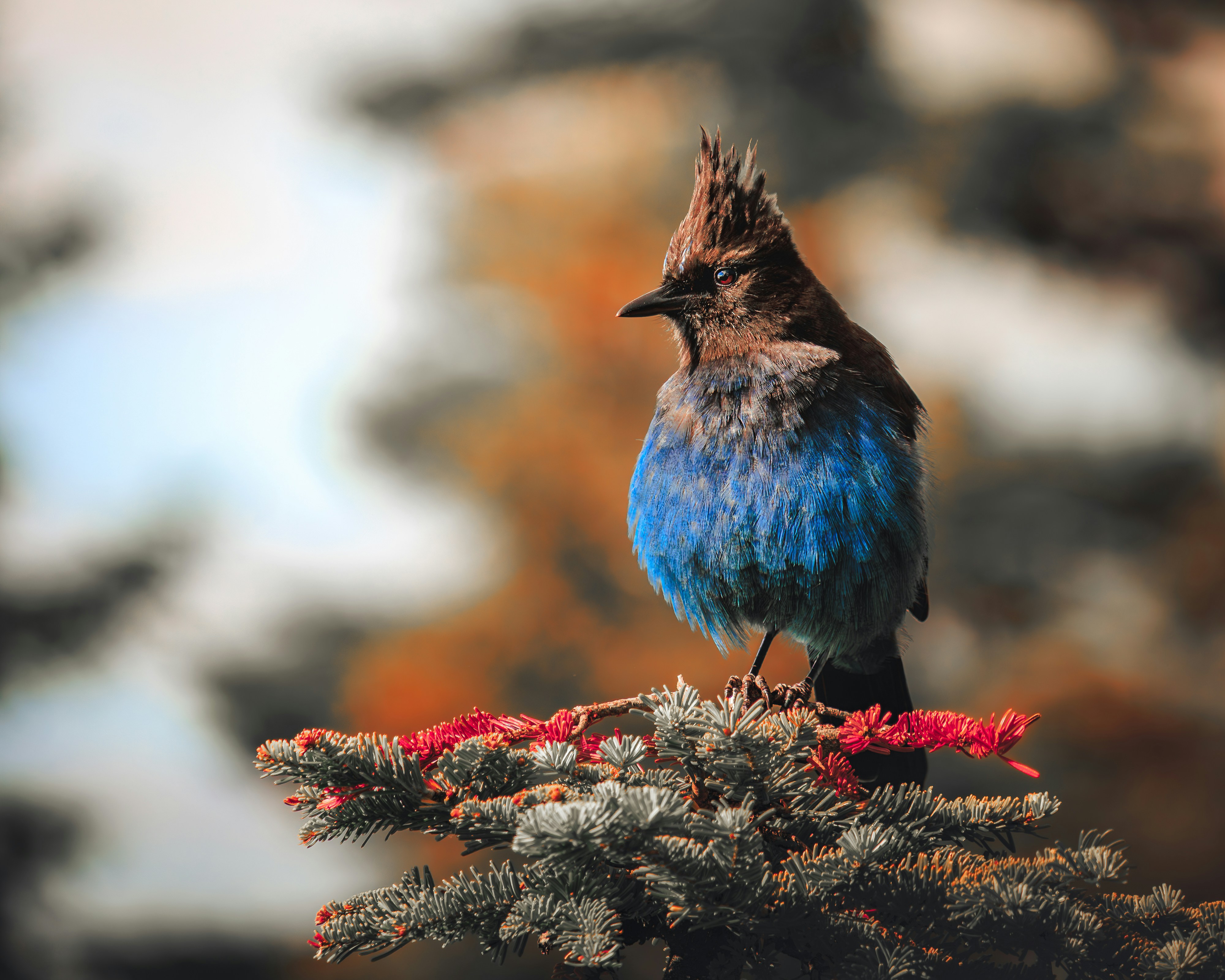 Azure Ember Perches on a Frosted Spruce