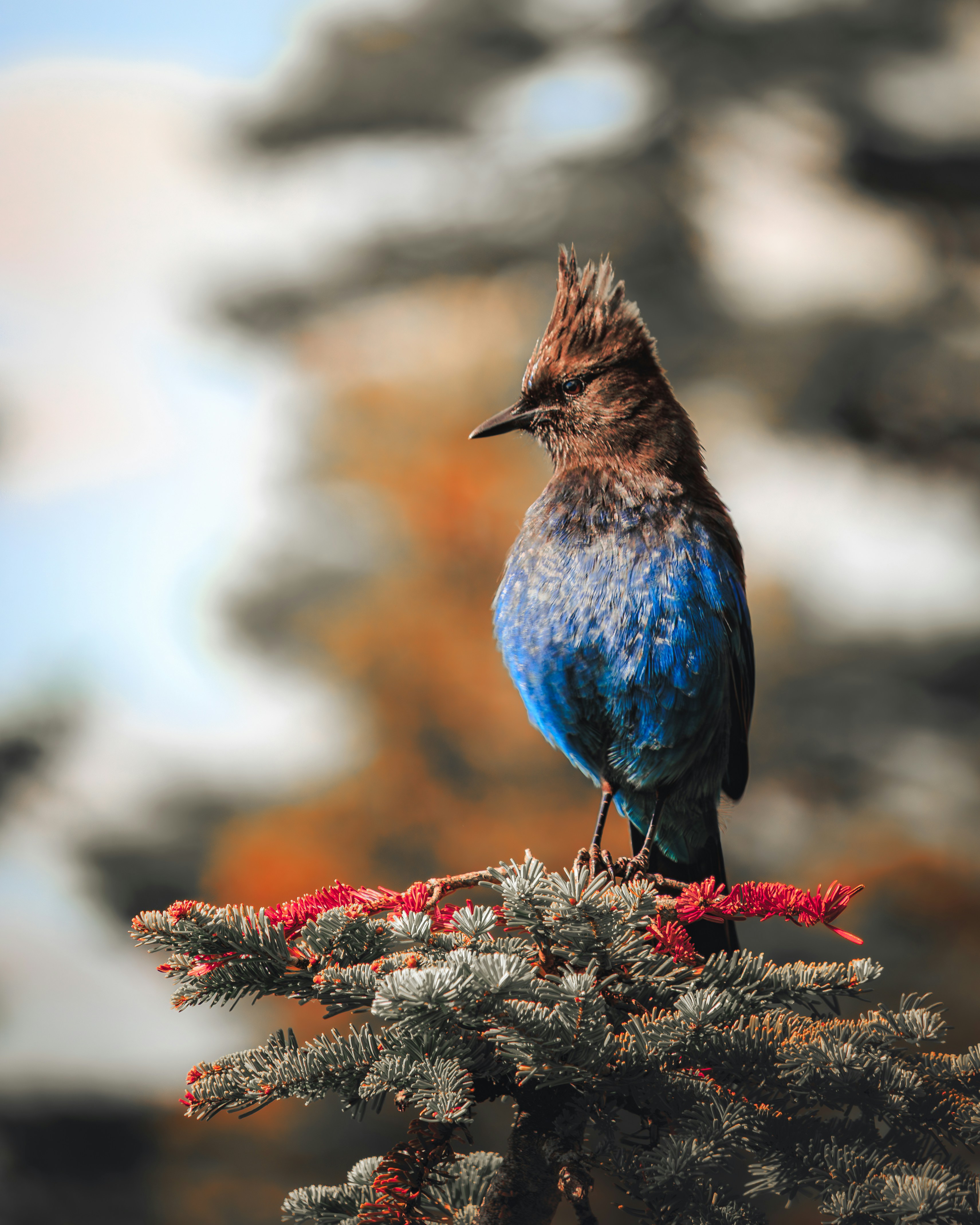 The Steller’s Jay is a vibrant bird with striking blue feathers and a bold black crest, lighting up forests across western North America. These clever creatures love munching on berries and nuts, and they’re known for mimicking other birds’ calls with a playful twist. | A blue bird perches on a pine tree branch.