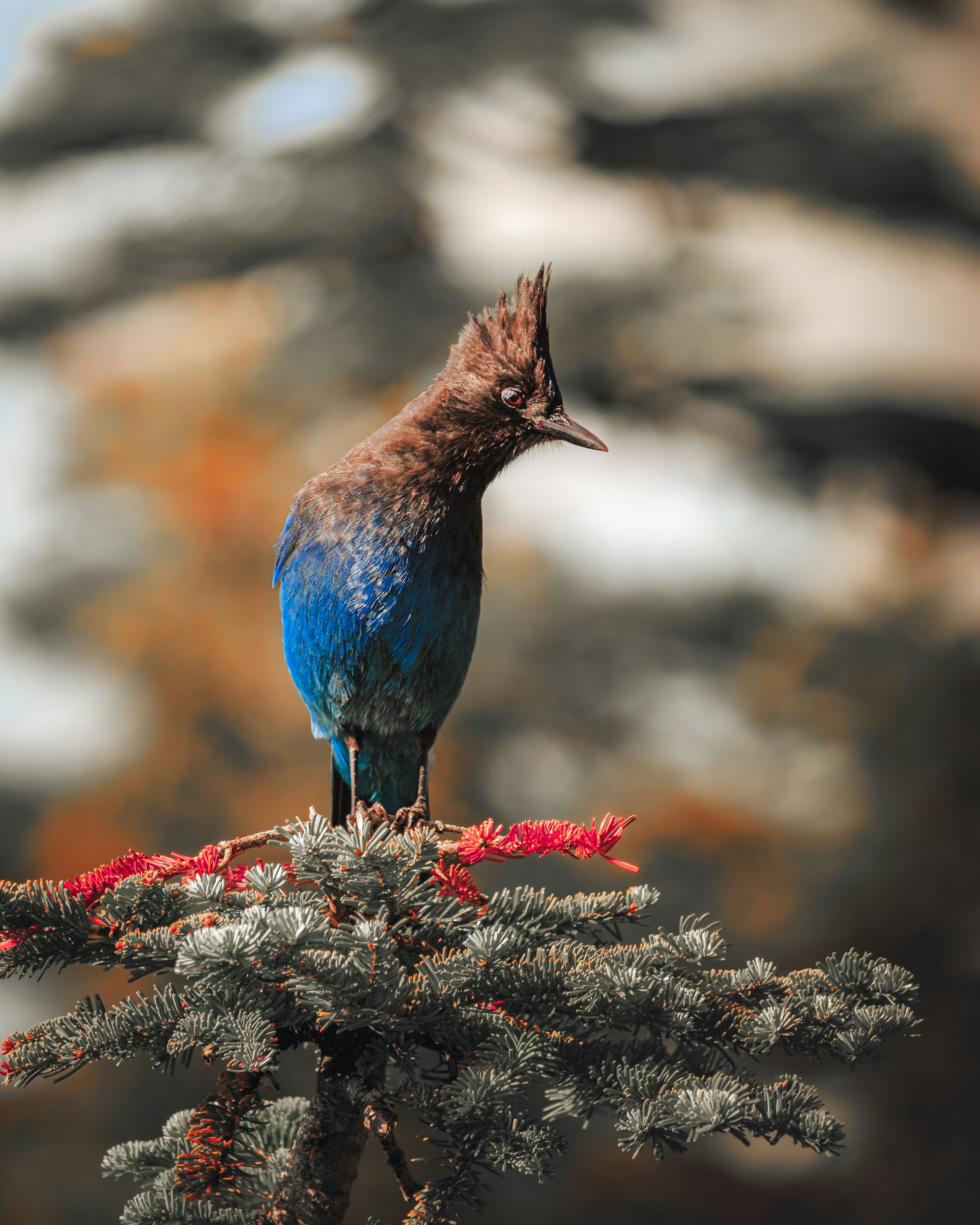 Crested Blue Sentinel on a Spruce Branch with Amber Bokeh