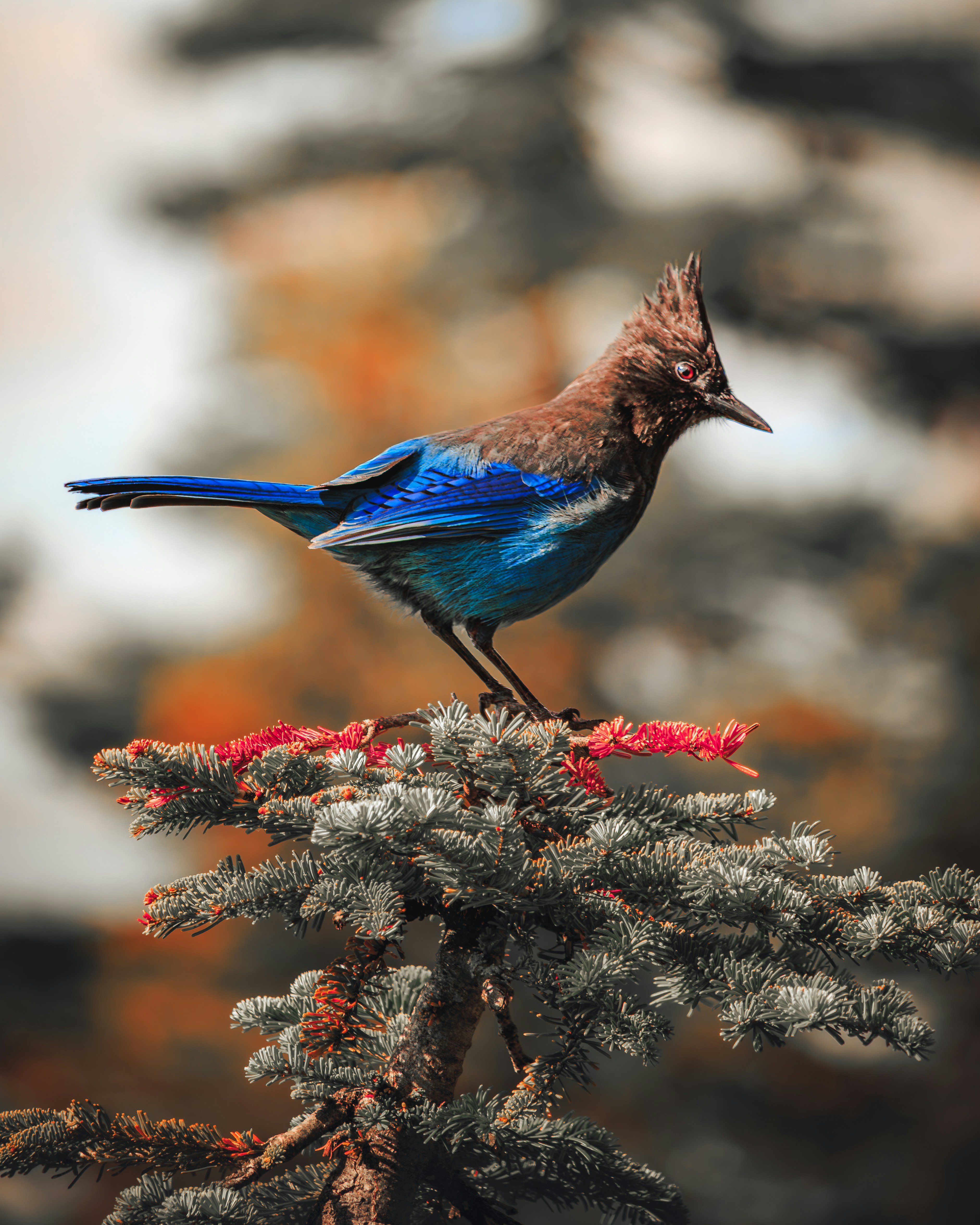 Perched Majesty: The Blue Jay's Stance