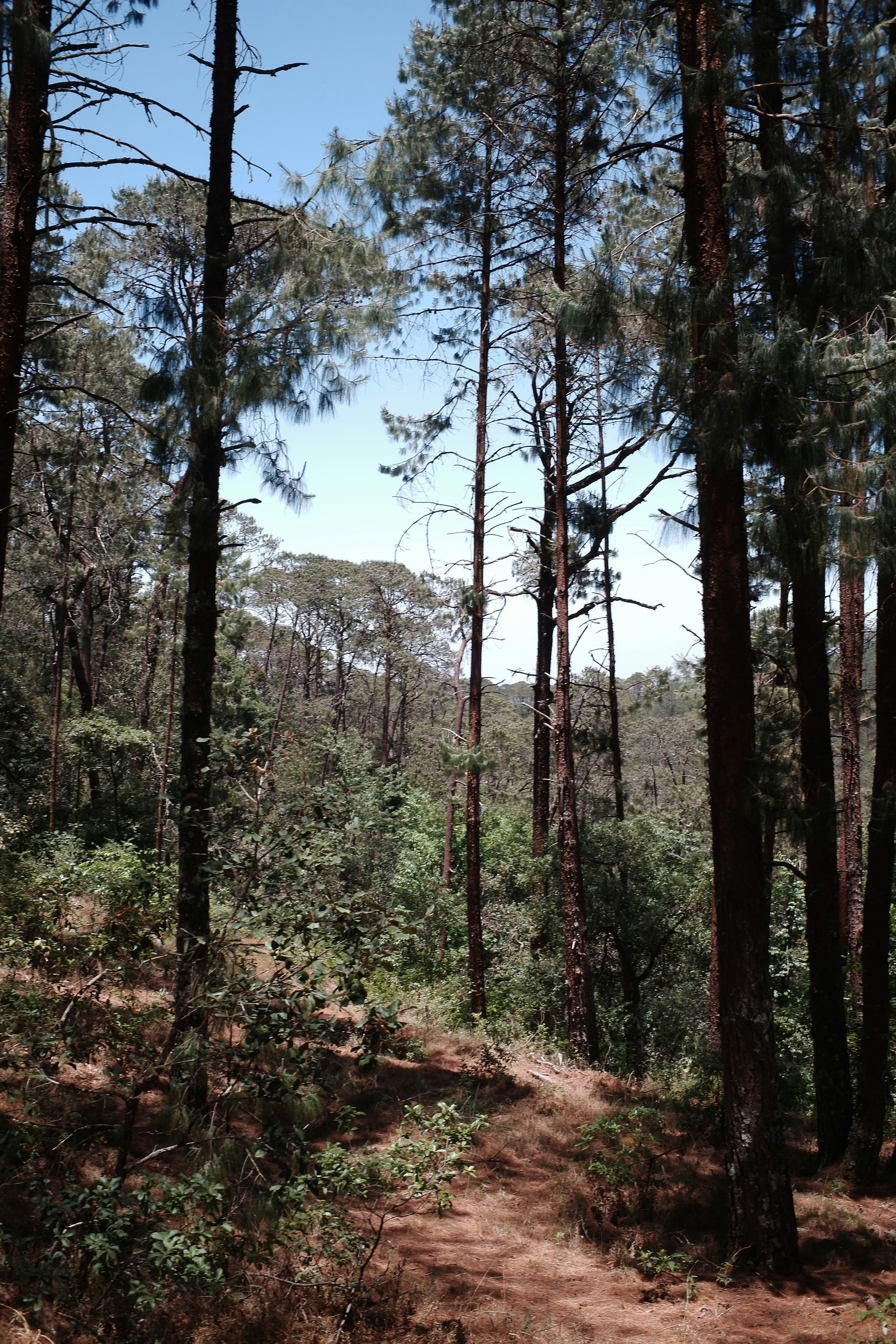 Tall pine trees rise above a lush undergrowth, creating a serene forest scene. Sunlight filters through the branches, illuminating the vibrant greens below.