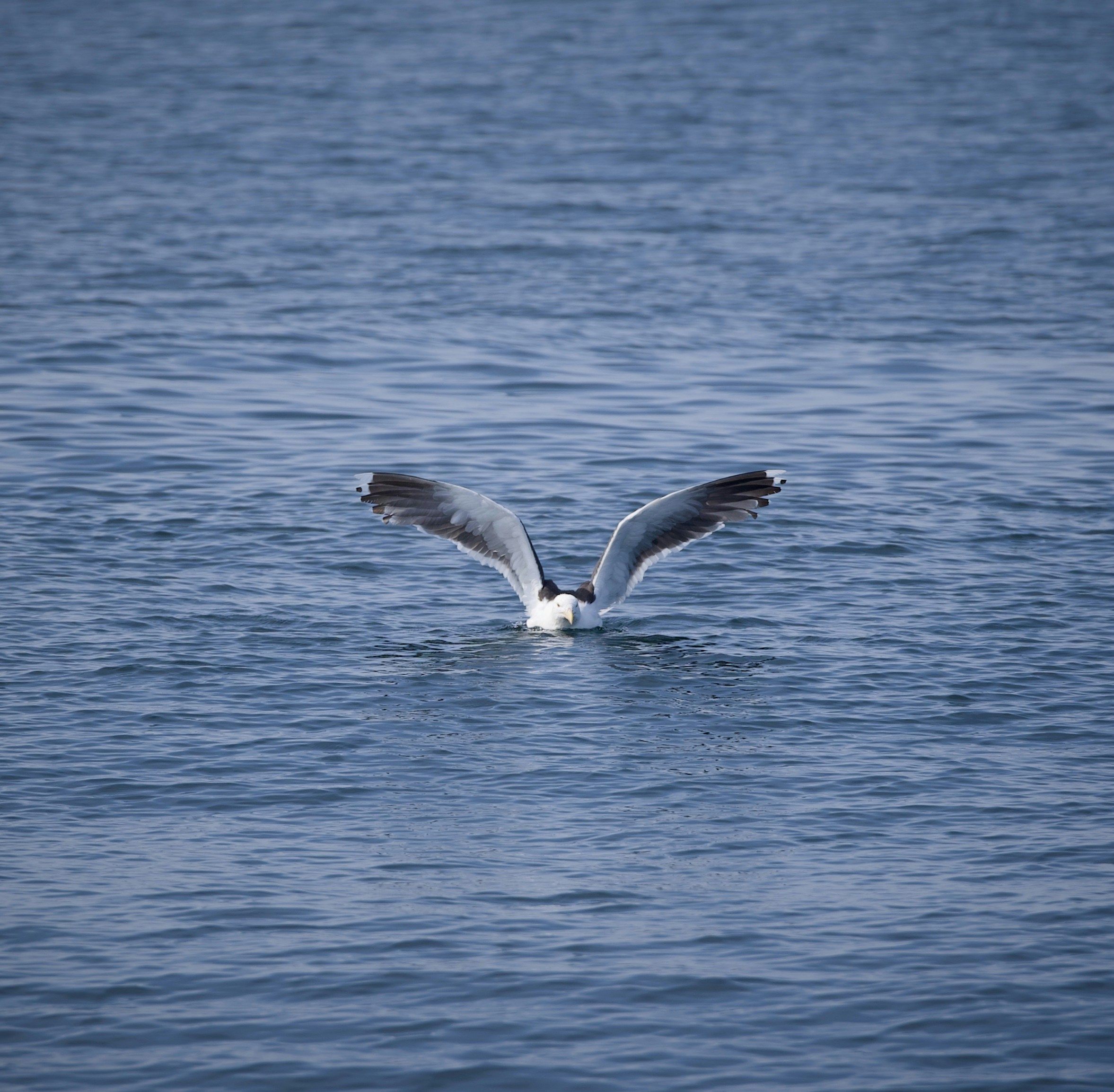 A seagull lands on the water, wings outstretched.