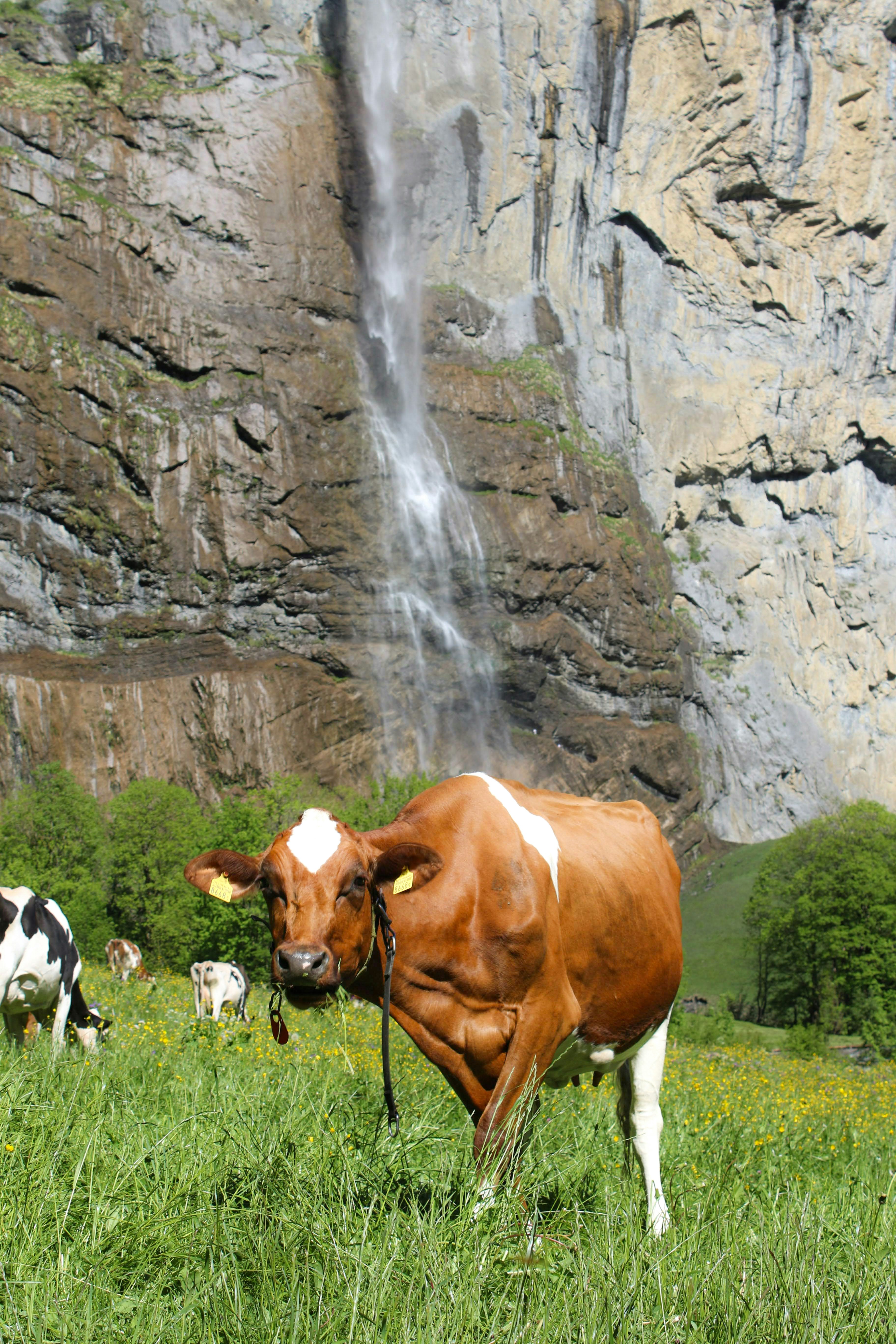 Harmony of Nature: A Dairy Cow Amidst Cascading Waters