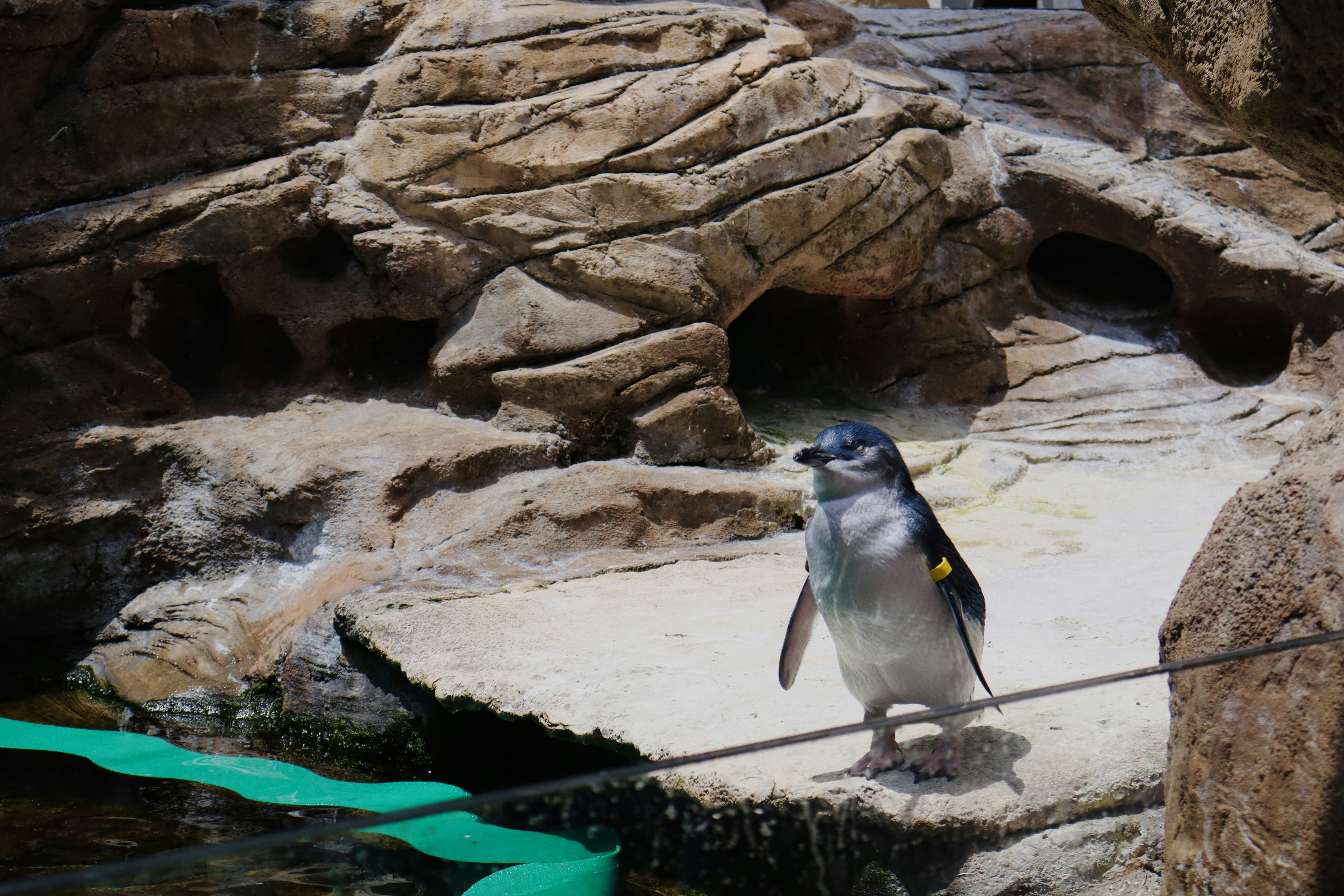 A Moment of Solitude: The Penguin's Perch