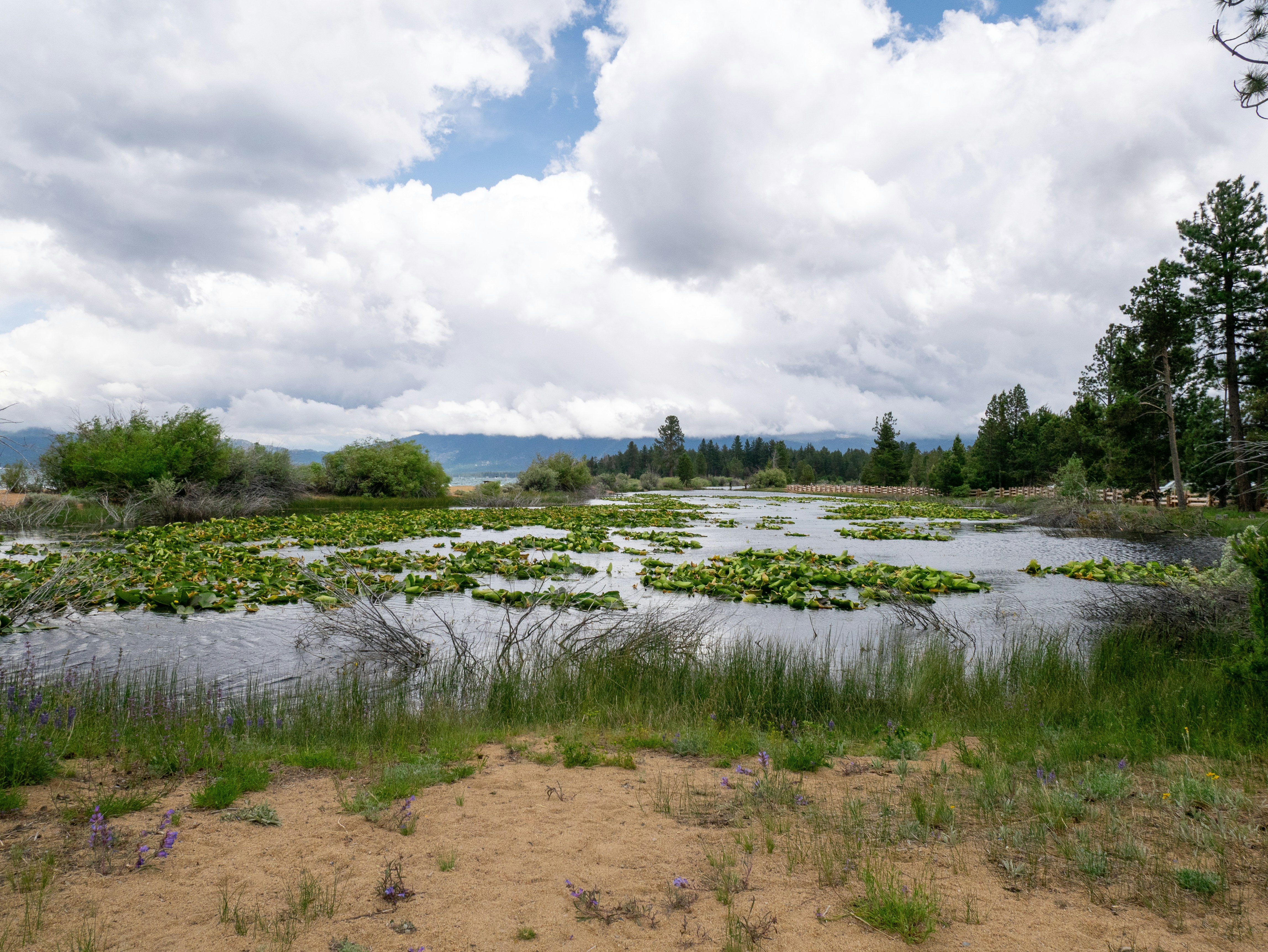 A lake with lily pads sits under a cloudy sky.