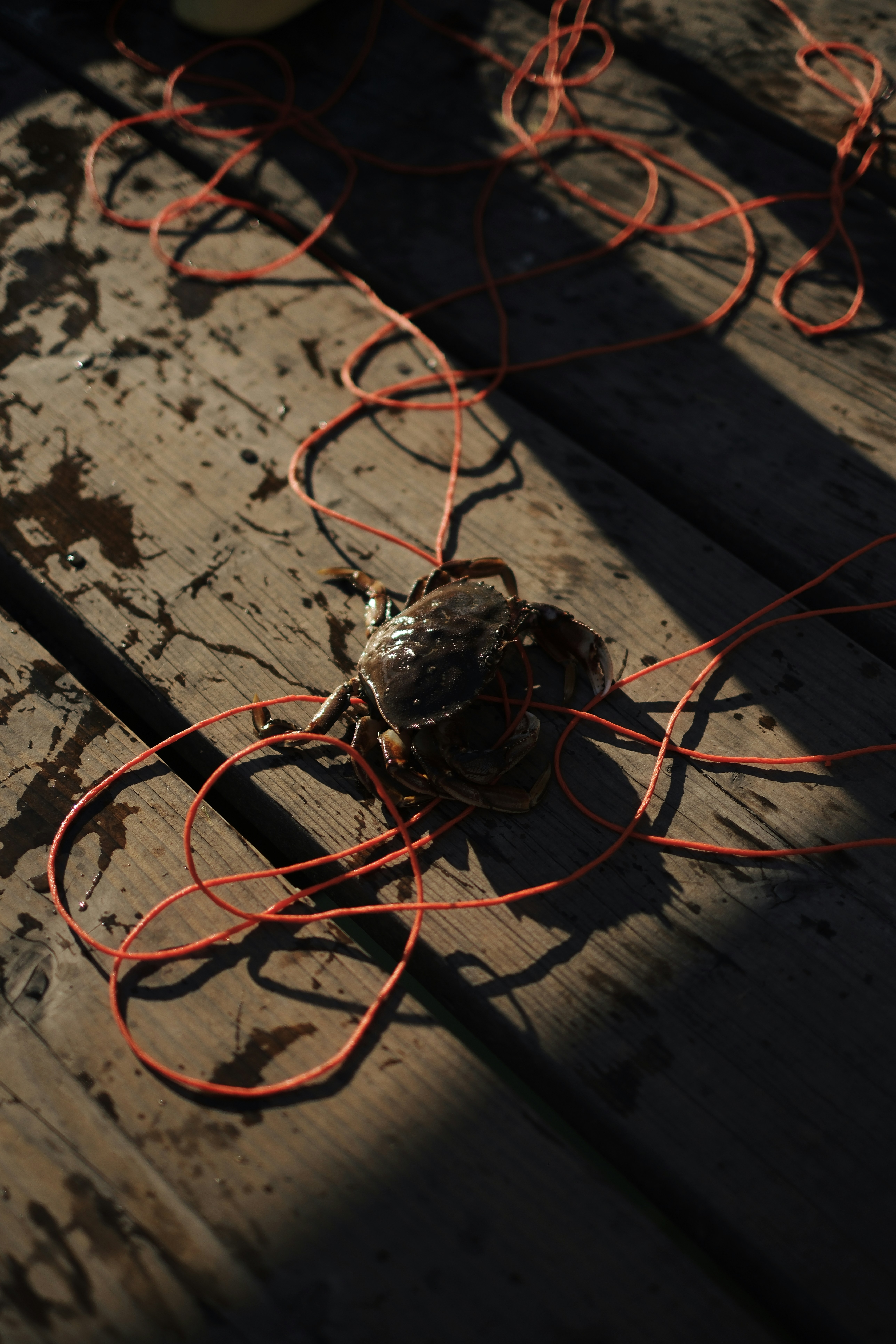 Tangled in the Tide: A Crab's Struggle