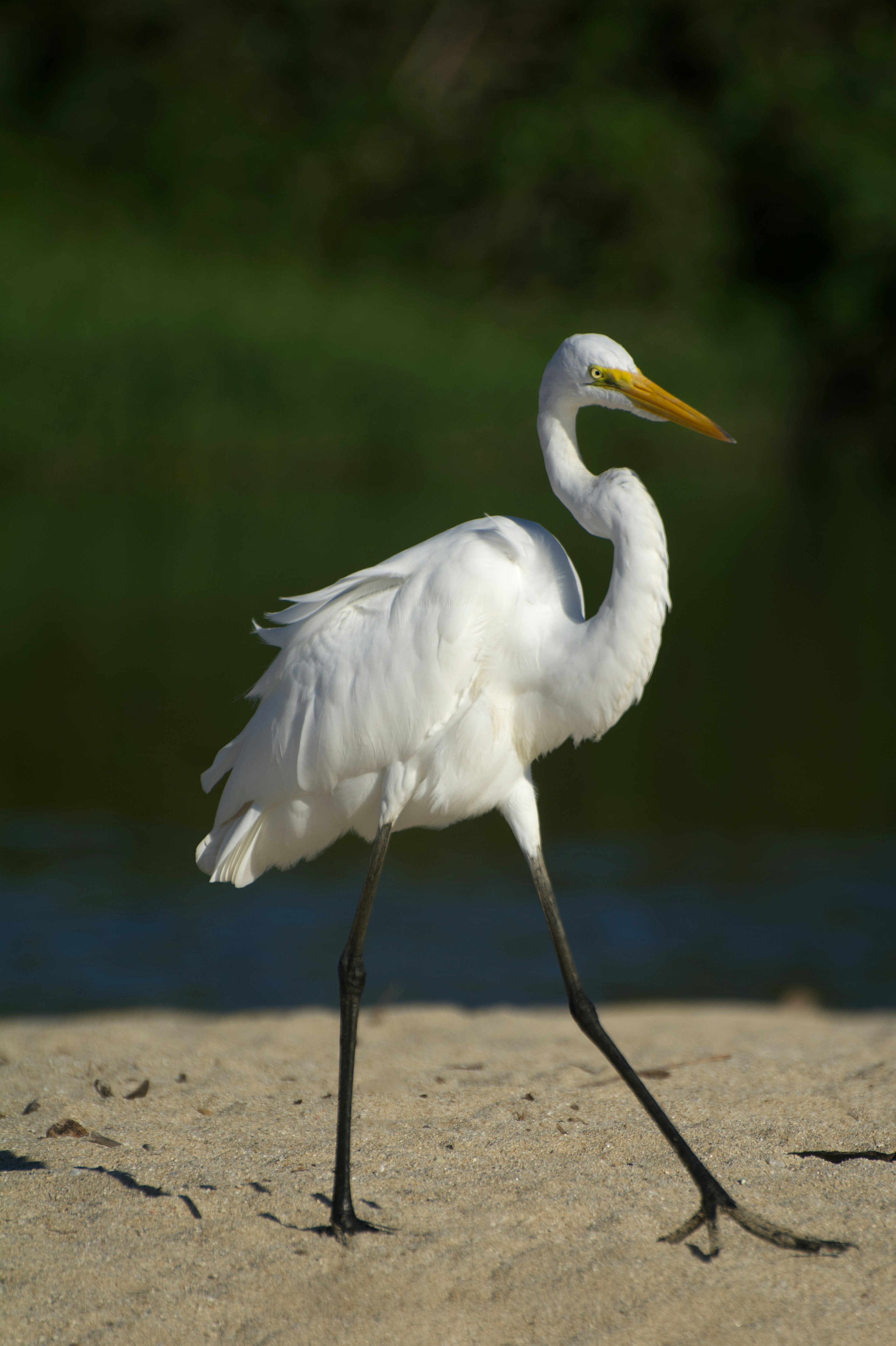 Great egret walking on sand | A white egret walks elegantly on the sand.