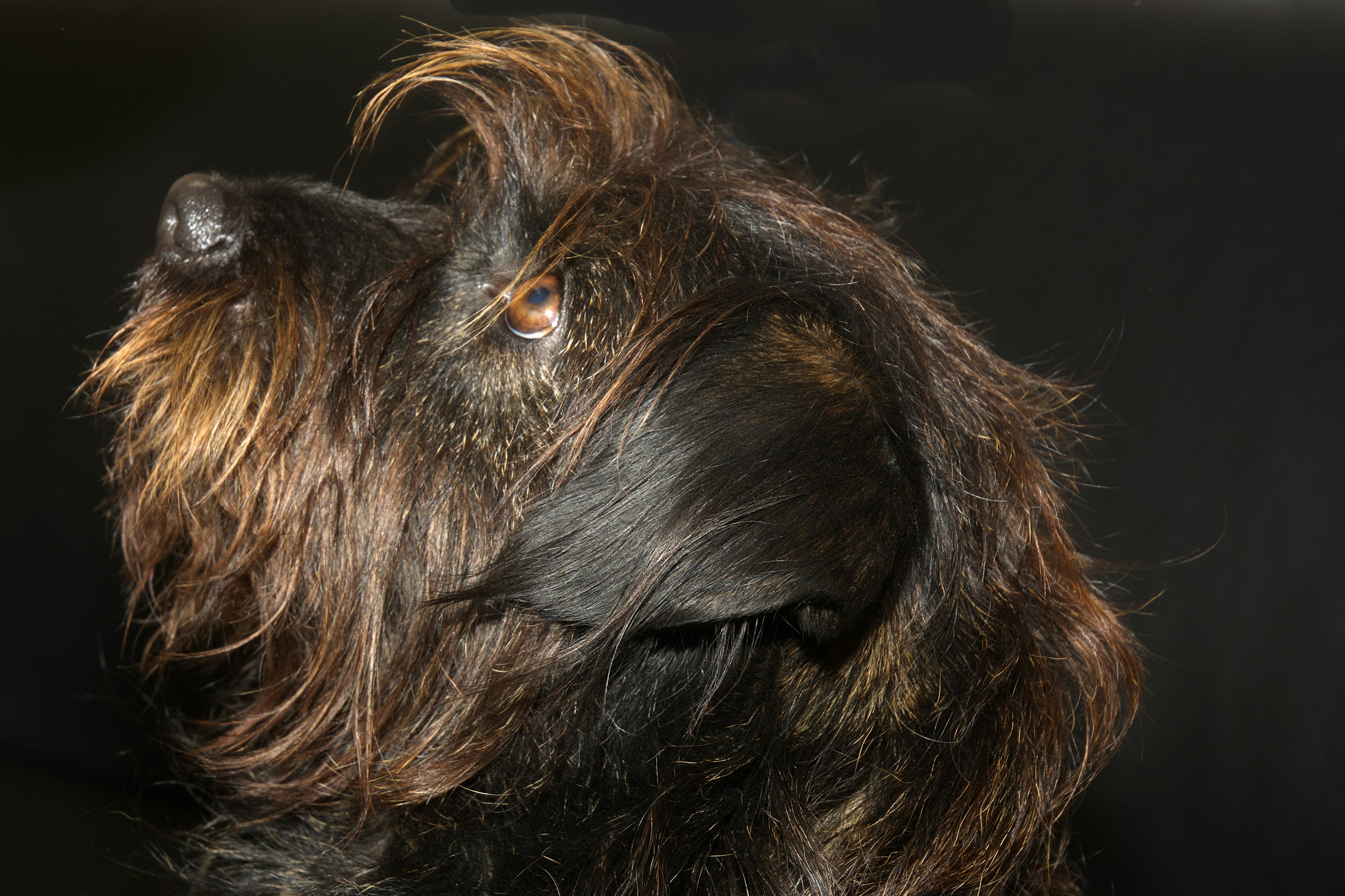 Standard schnauzer dog breed | A shaggy dog's head is seen against black.