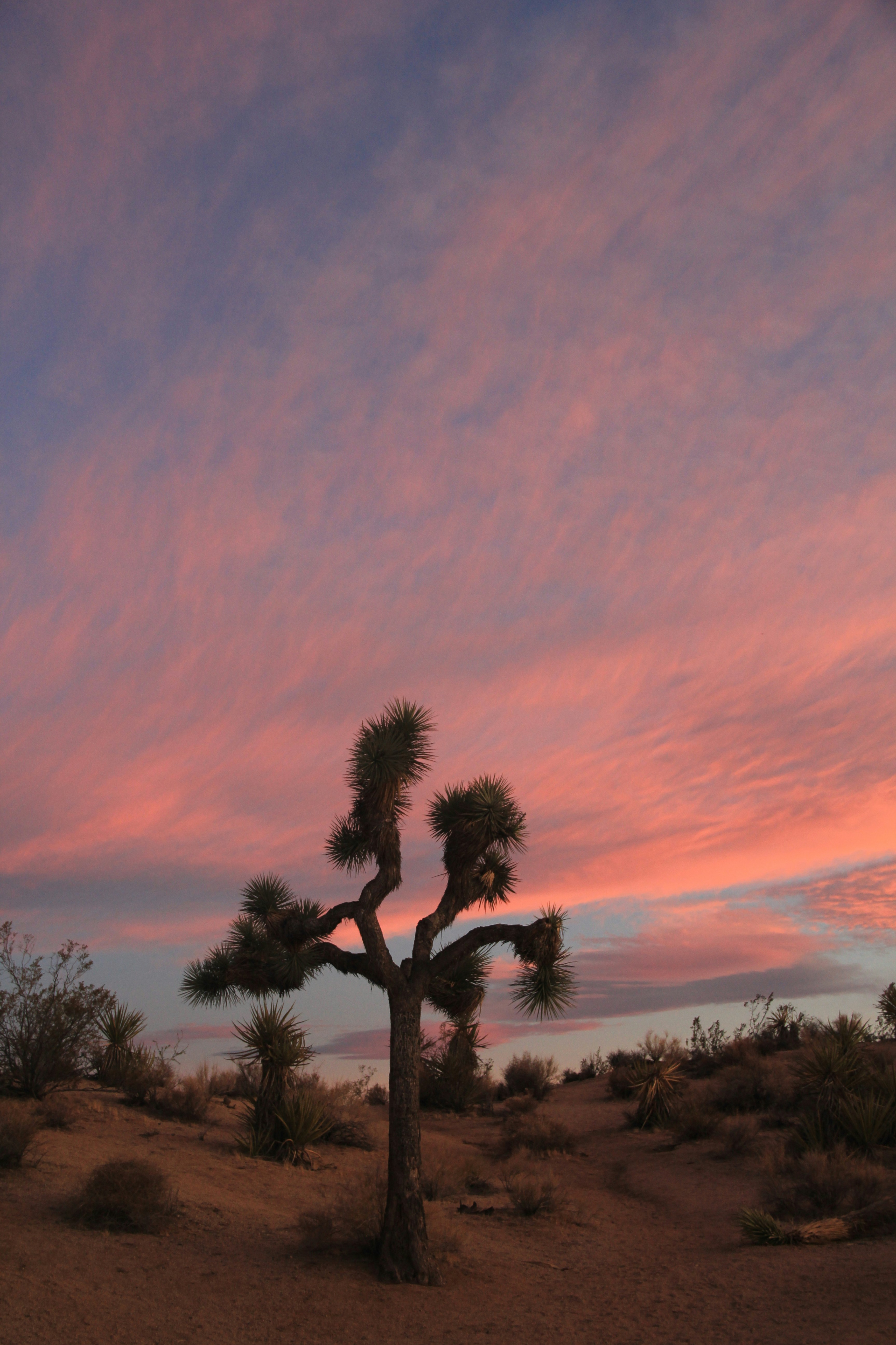 Desert Sentinel Beneath a Painted Sky
