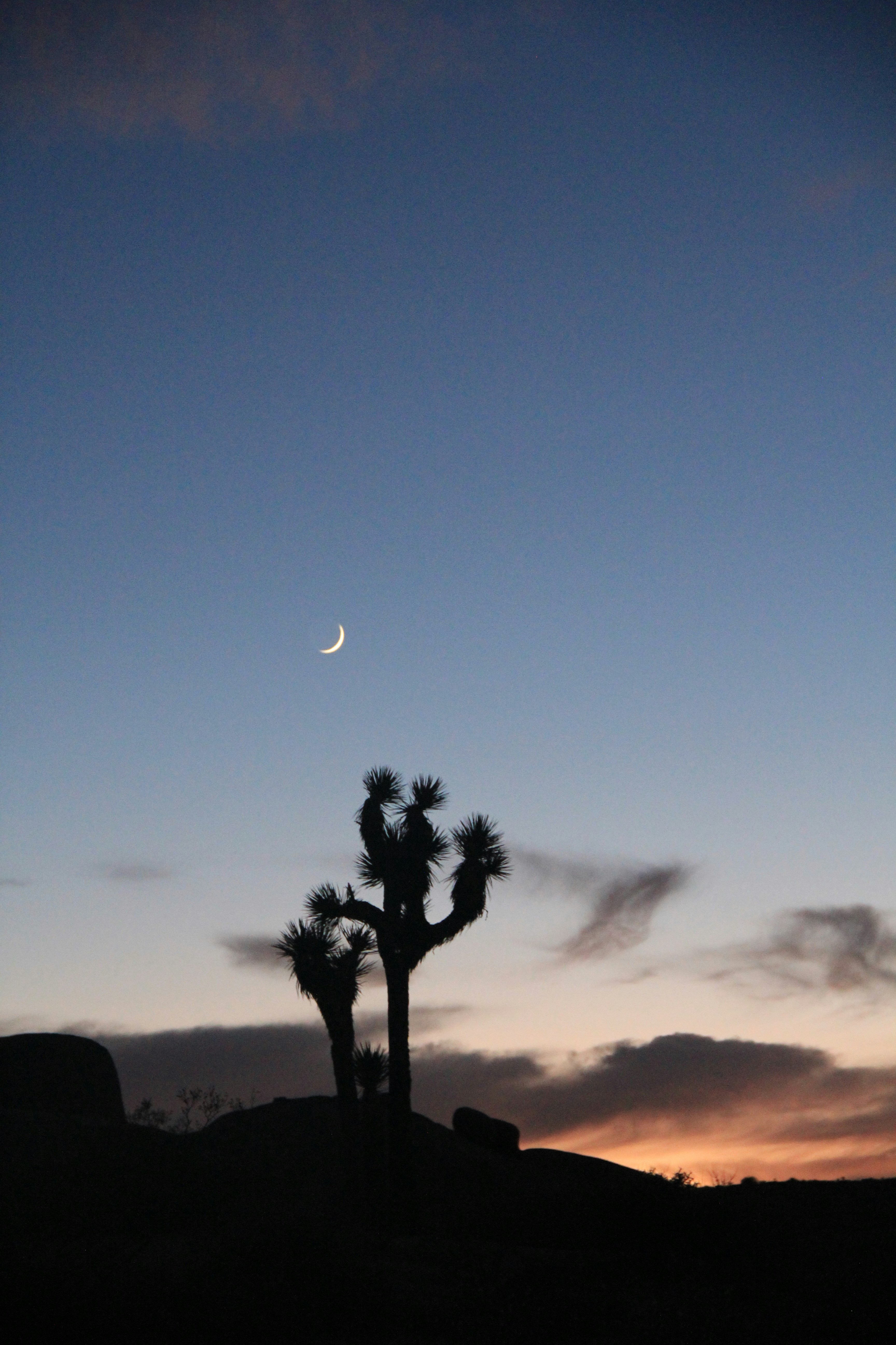 Whispers of the Desert Night