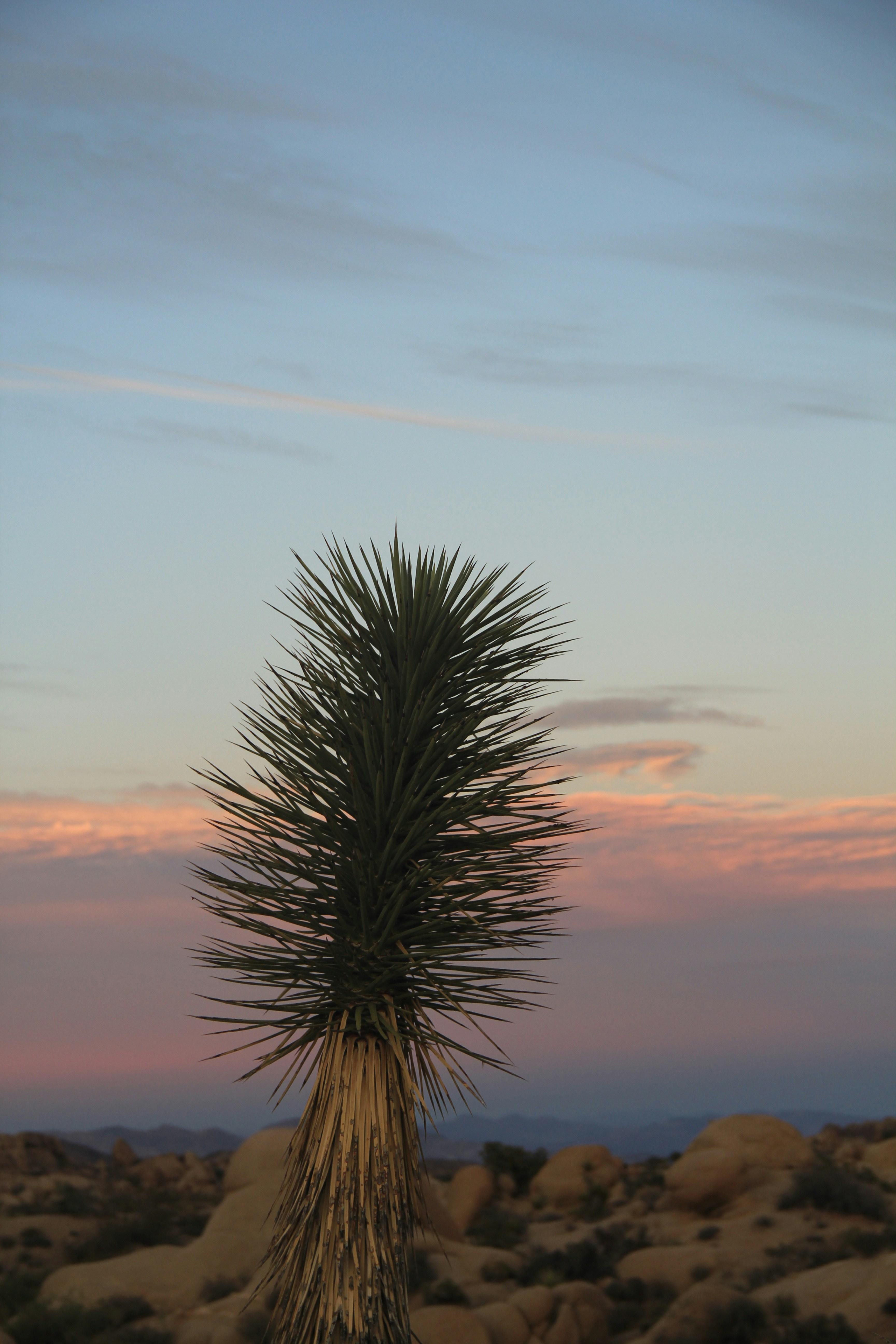 A joshua tree stands against a sunset sky.