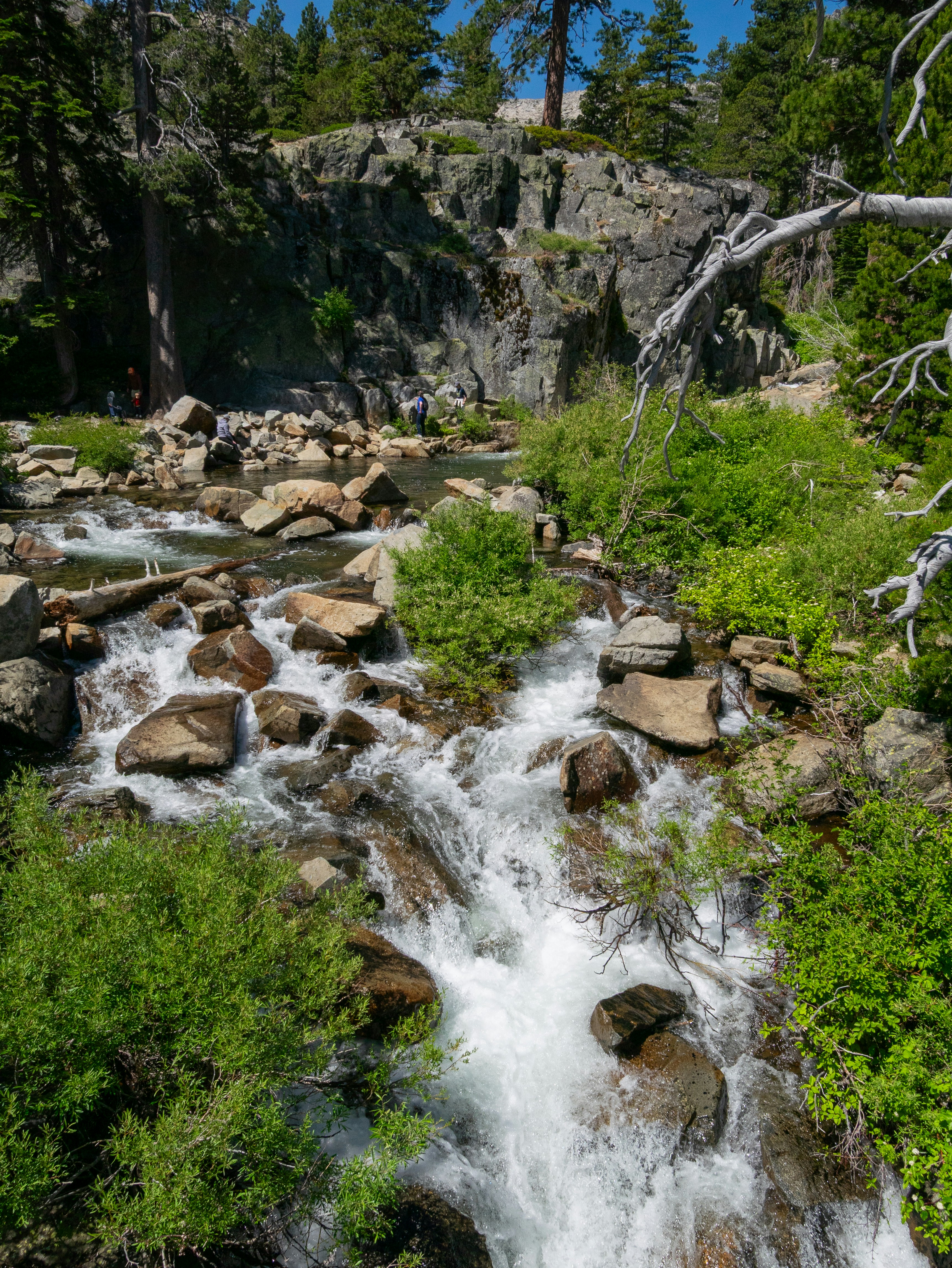 Rushing water flows over rocks amidst lush greenery and towering trees, creating a serene natural scene. The image captures the essence of a vibrant wilderness.