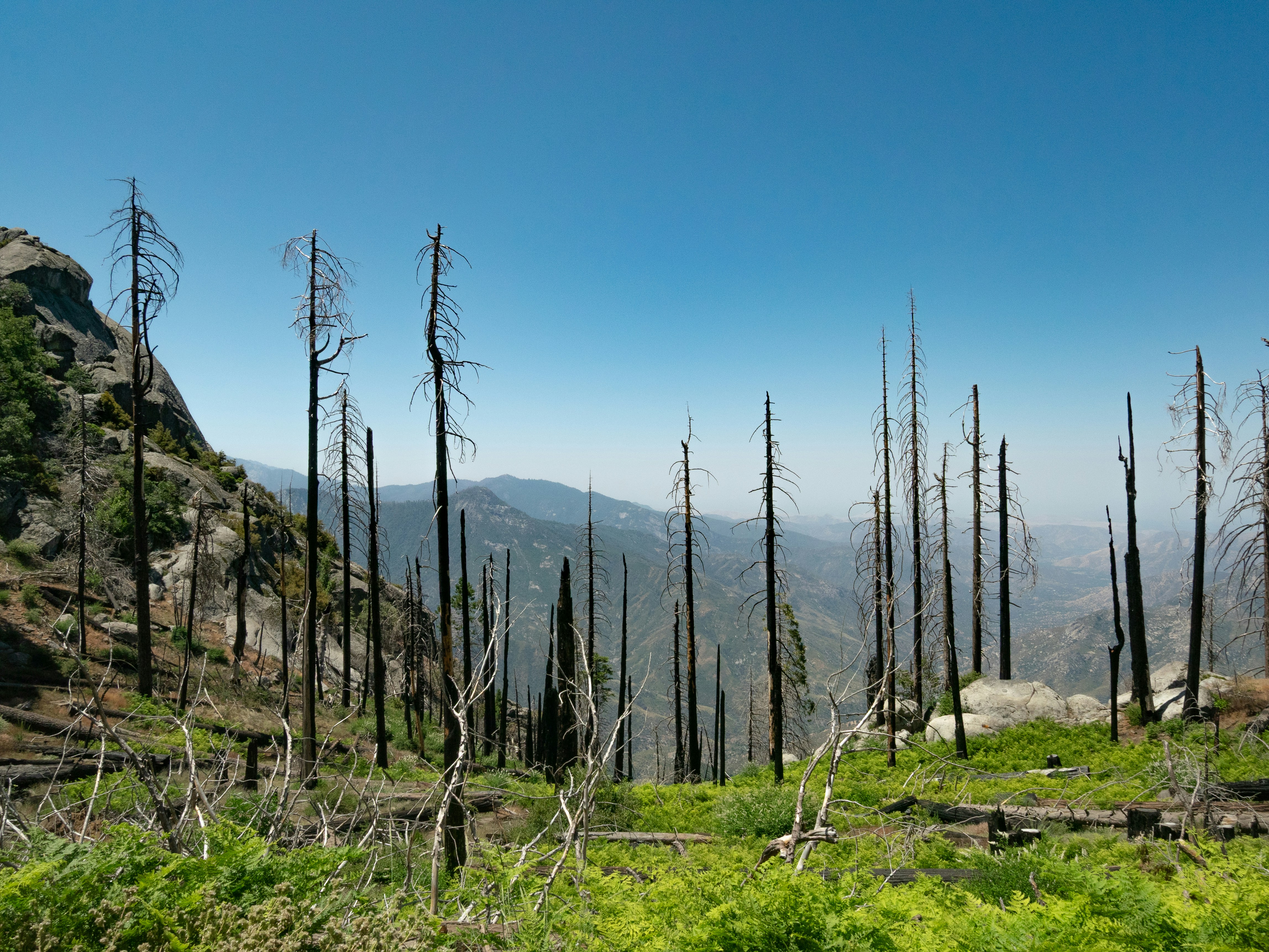 Charred Sentinels Over a Green Valley: A Mountain Landscape After Fire