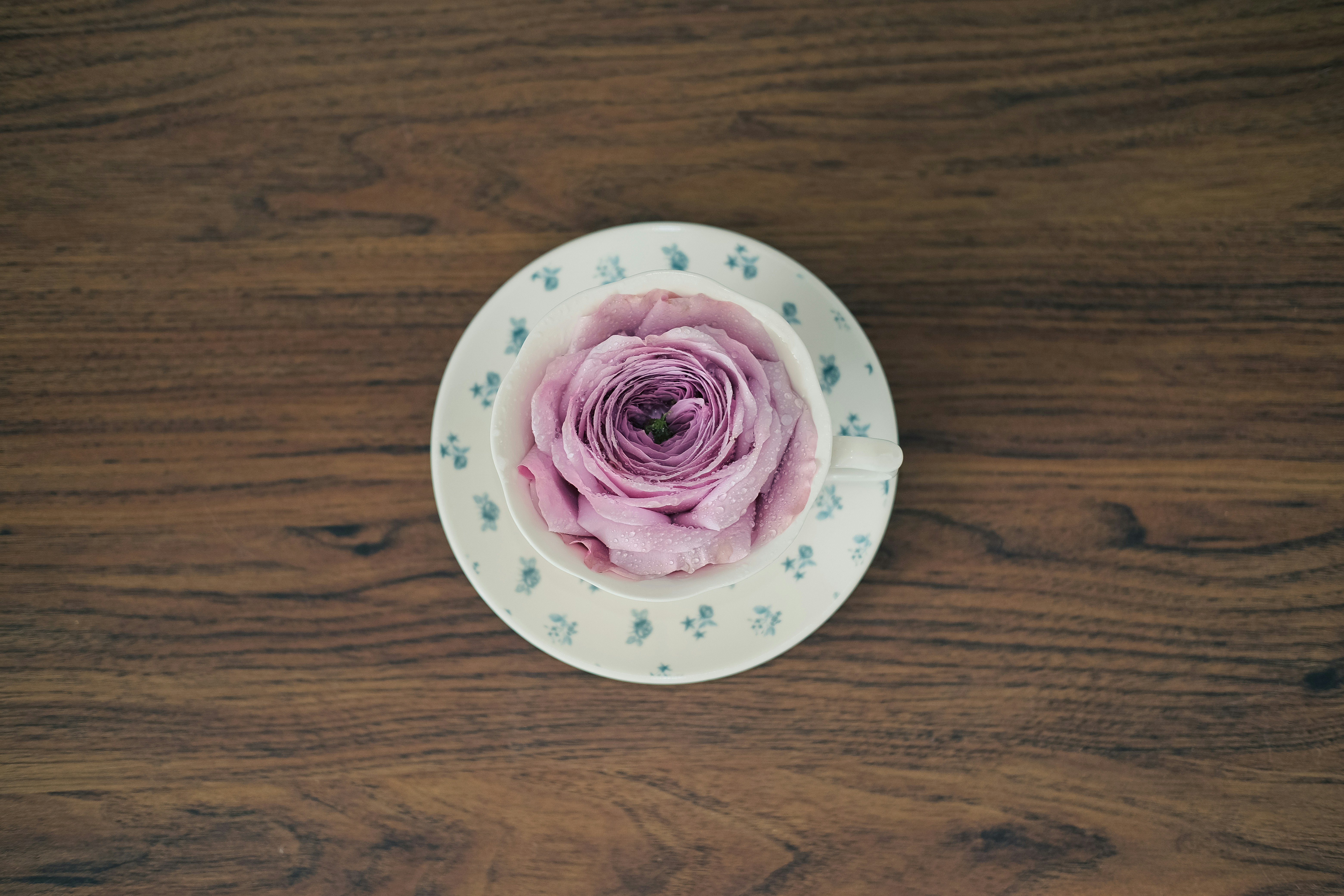 A Delicate Bloom in Porcelain Embrace