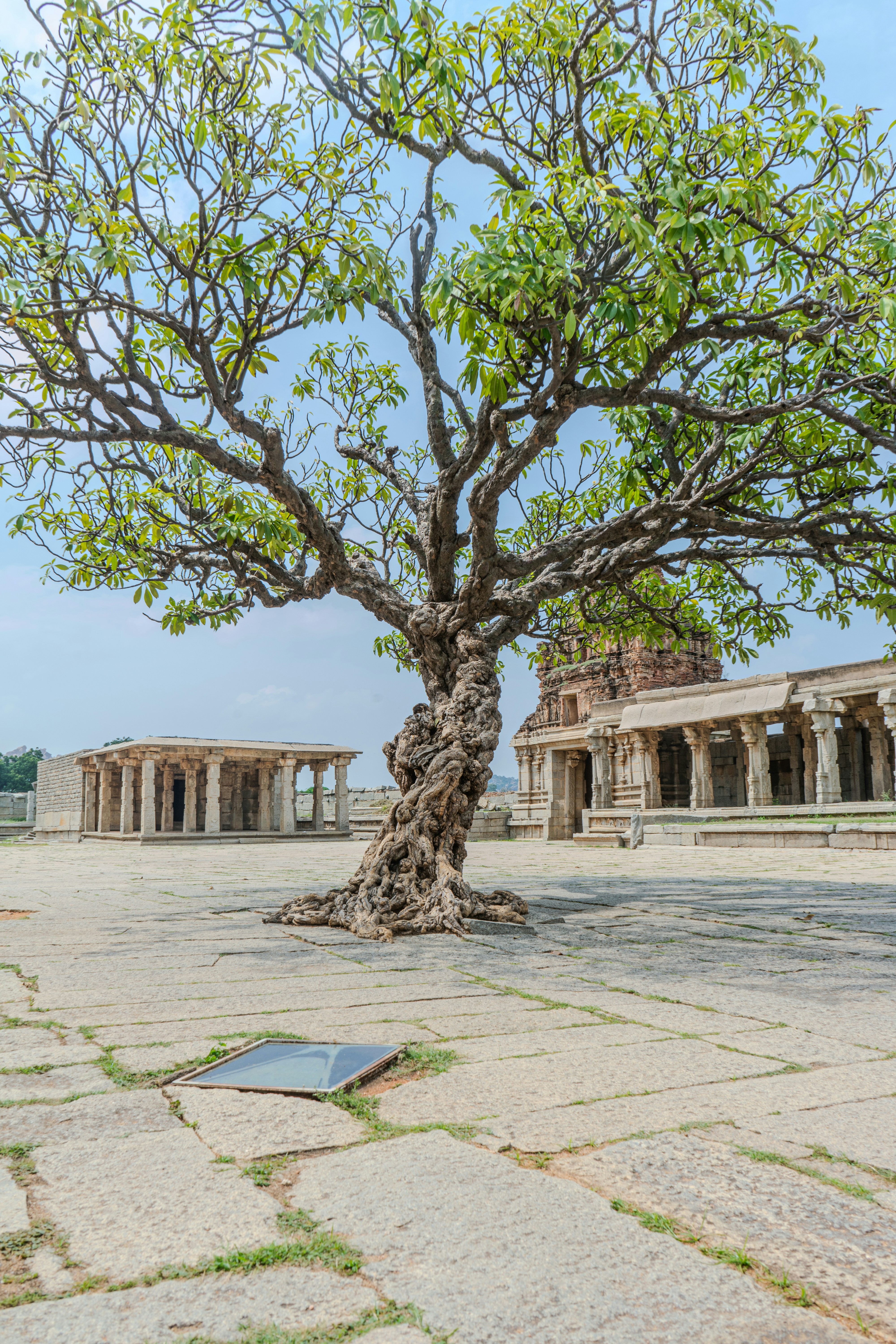 Whispers of Time: The Resilient Tree Among Ancient Stones