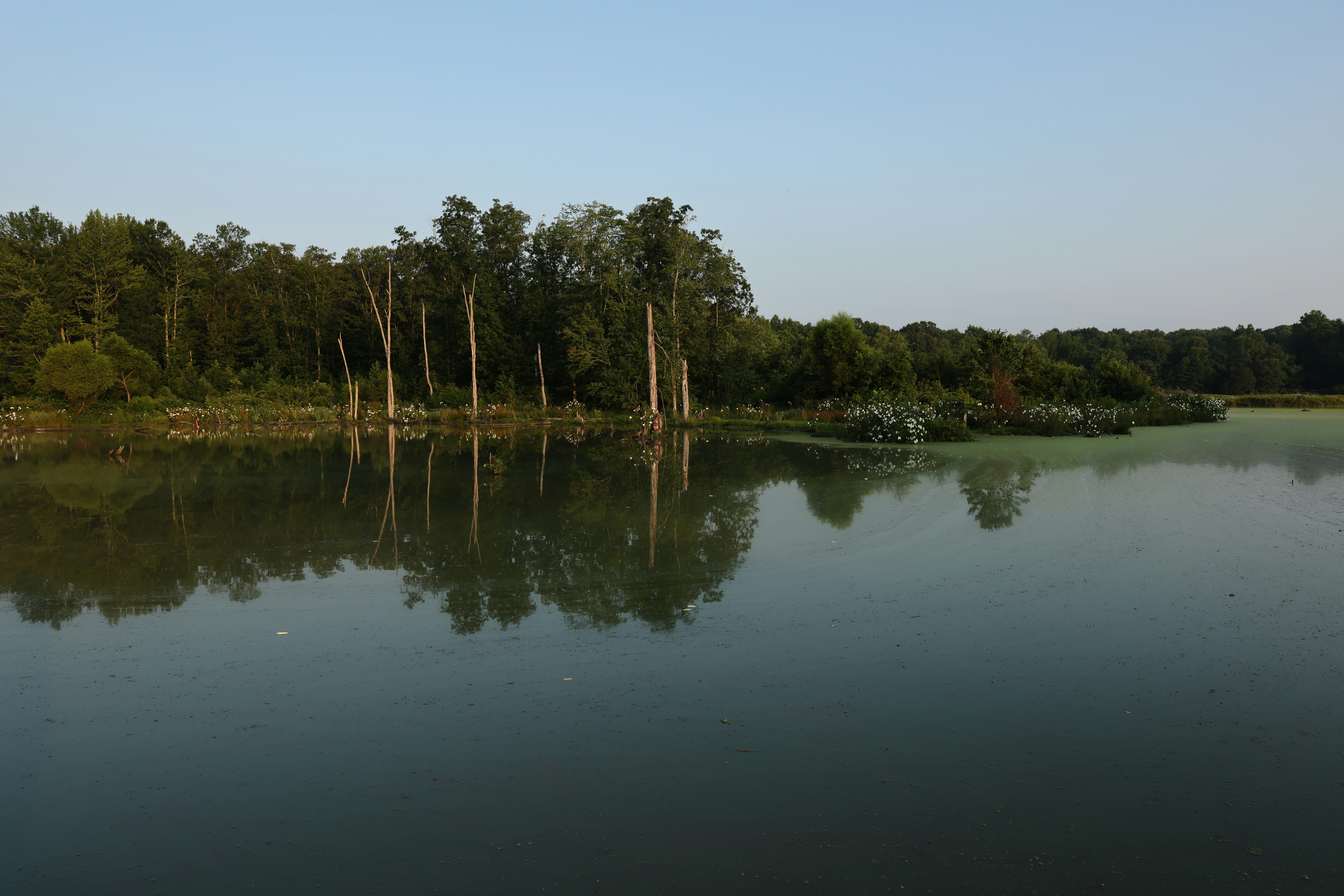 A calm lake reflects trees and blue sky.