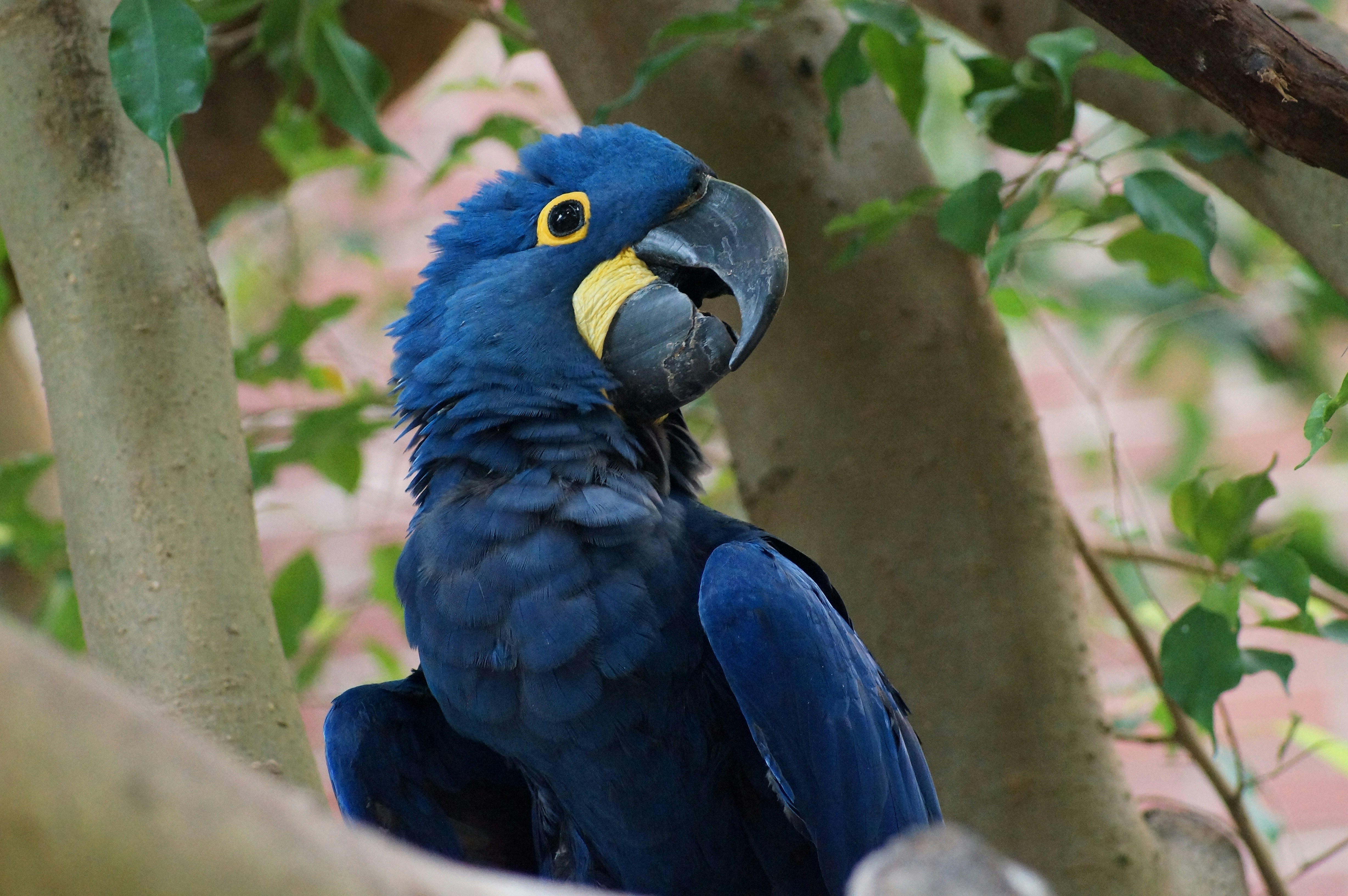 Hyacinth Macaw | A vivid blue macaw perches among branches.