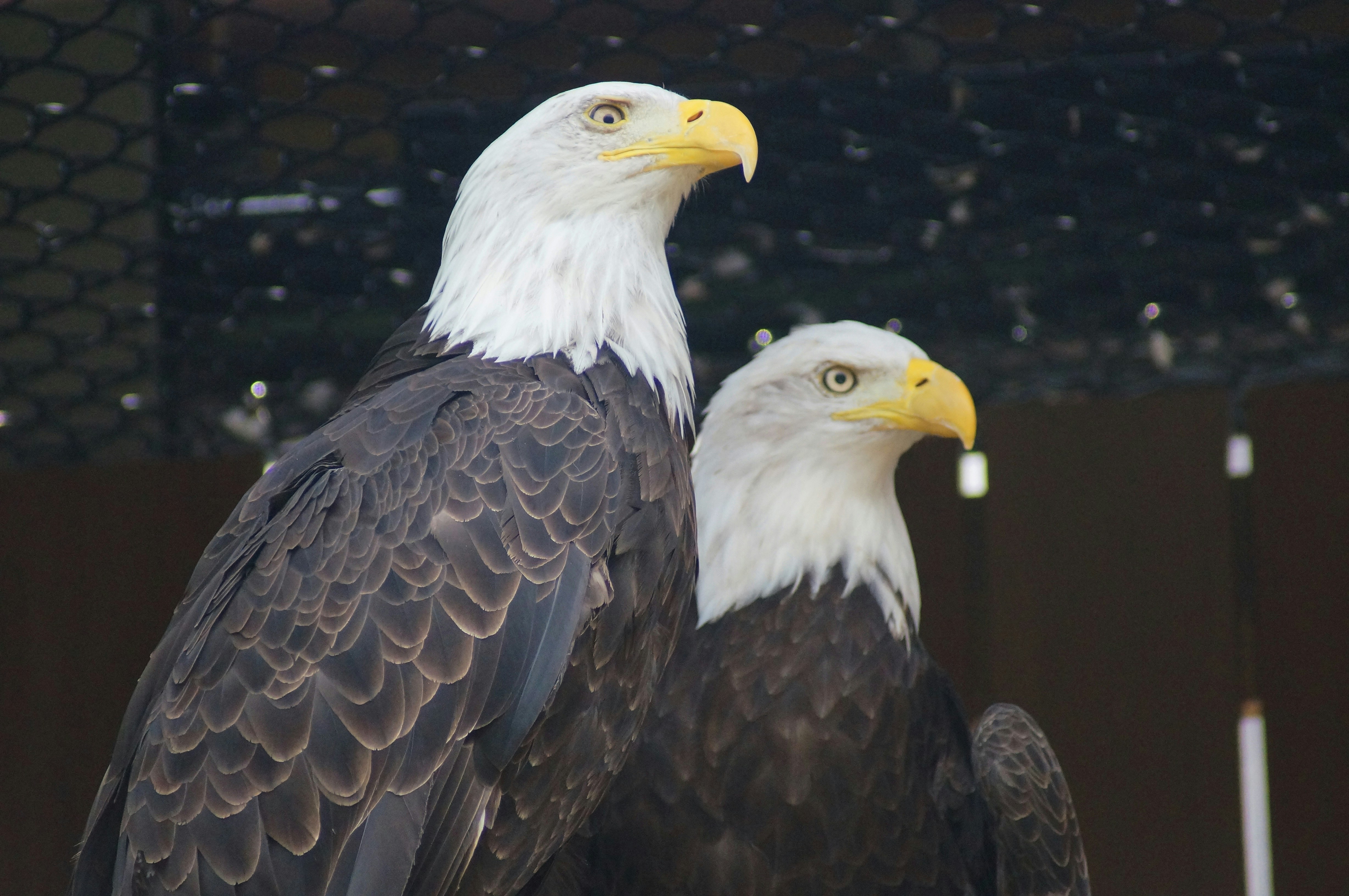 Majestic Guardians of the Sky