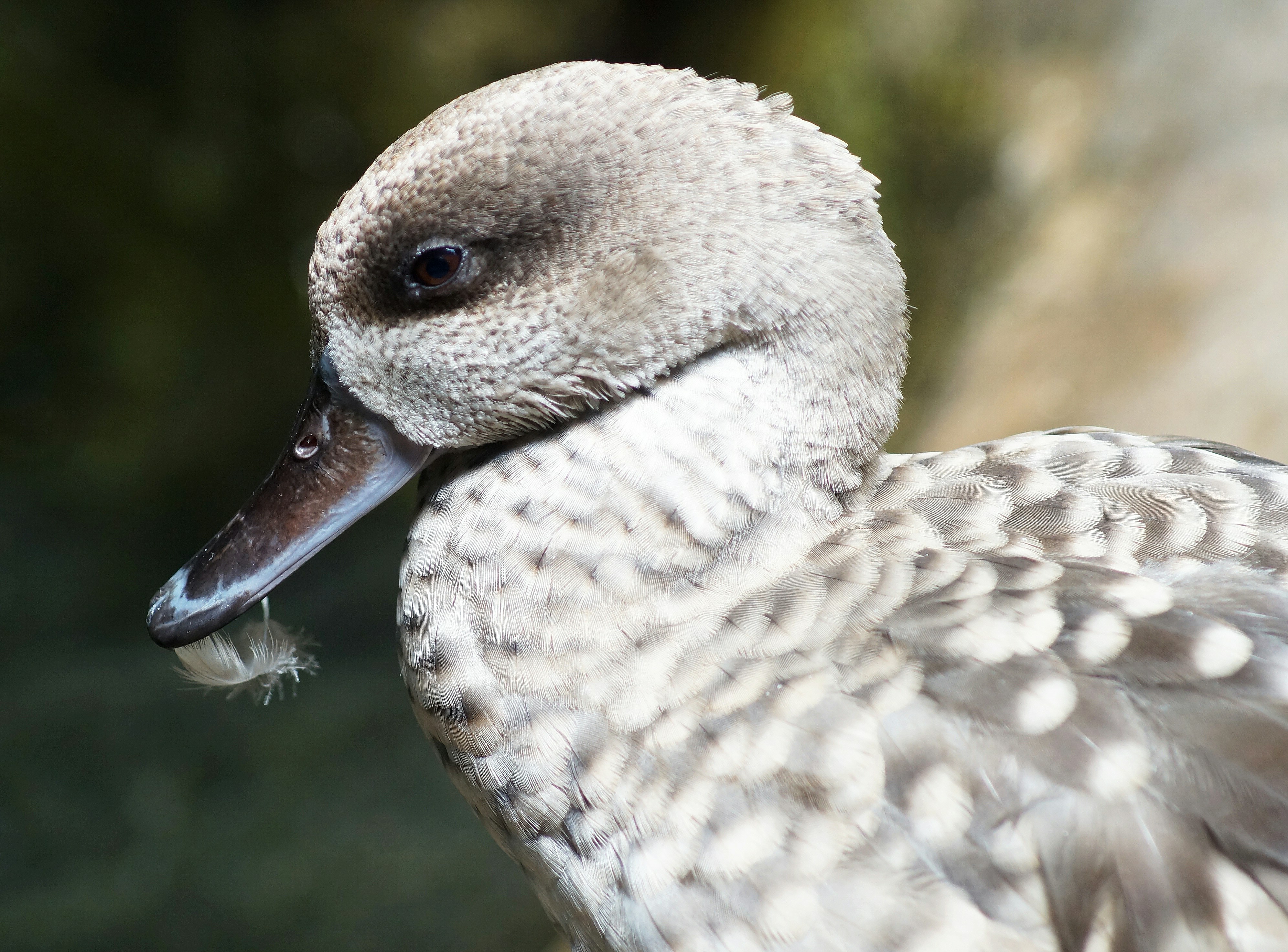 A close-up of a bird with soft feathers, showcasing intricate patterns and textures while it holds a small feather in its beak.