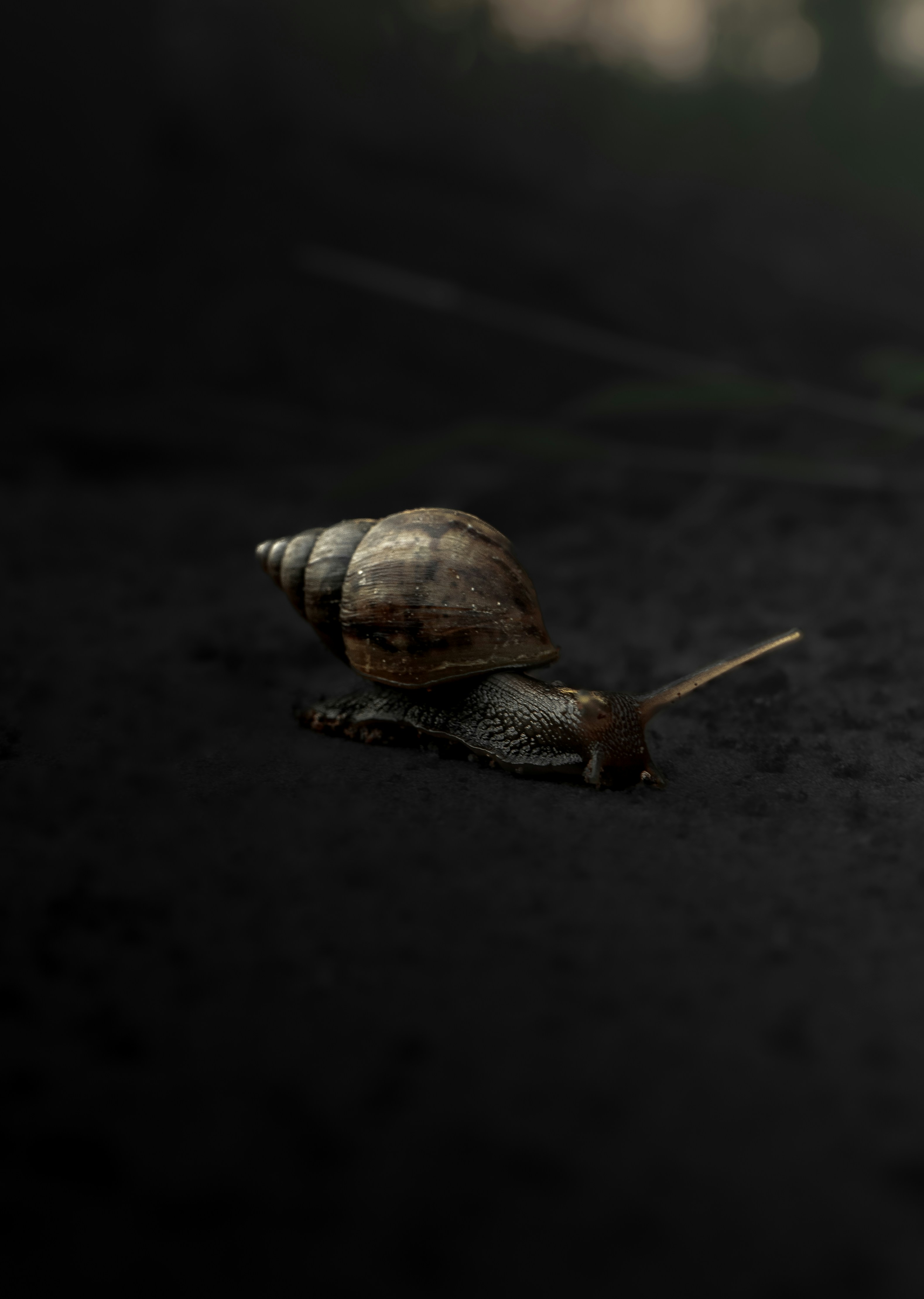 The Silent Journey of a Snail